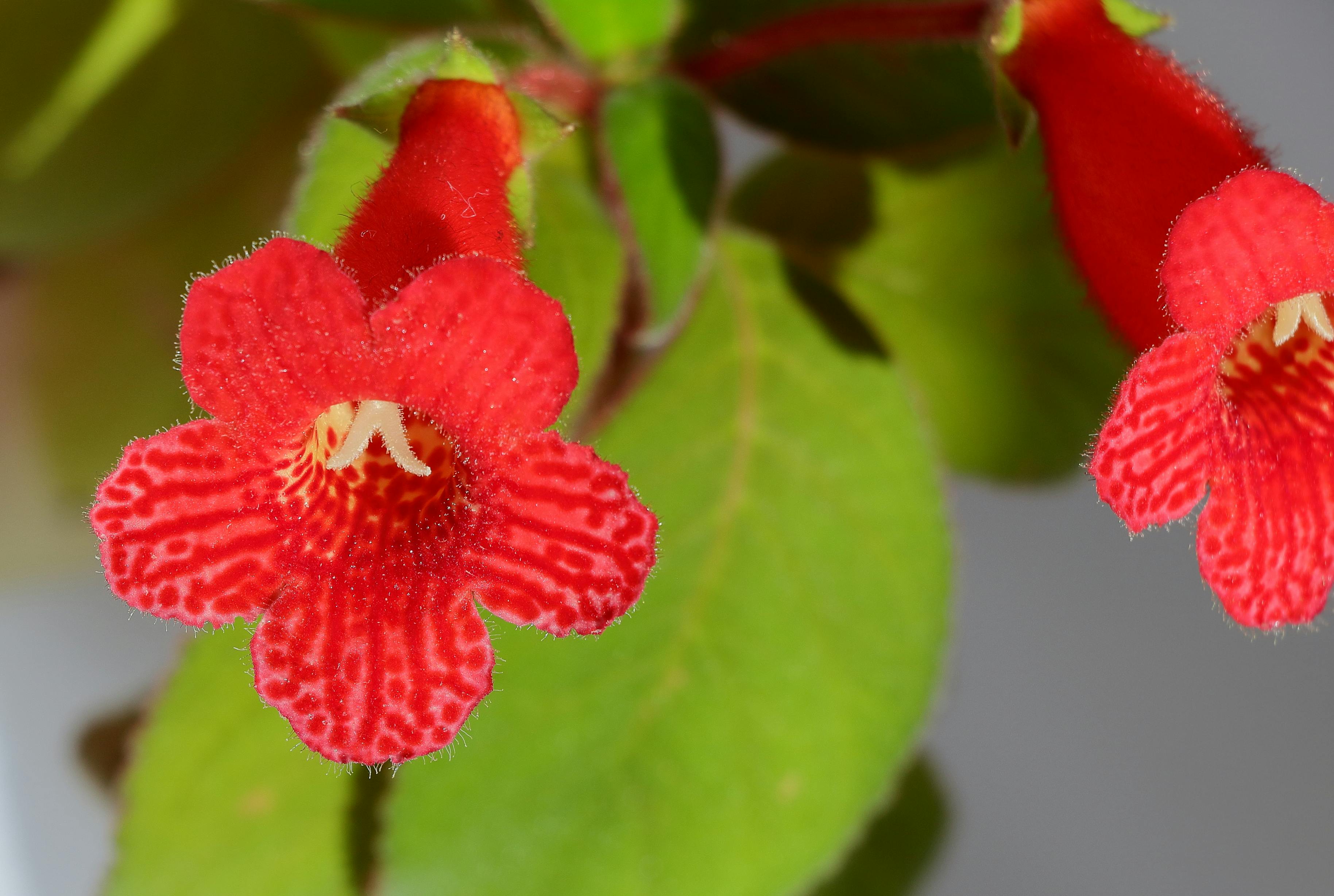 Rare Red Flower Photos, Download The BEST Free Rare Red Flower Stock ...