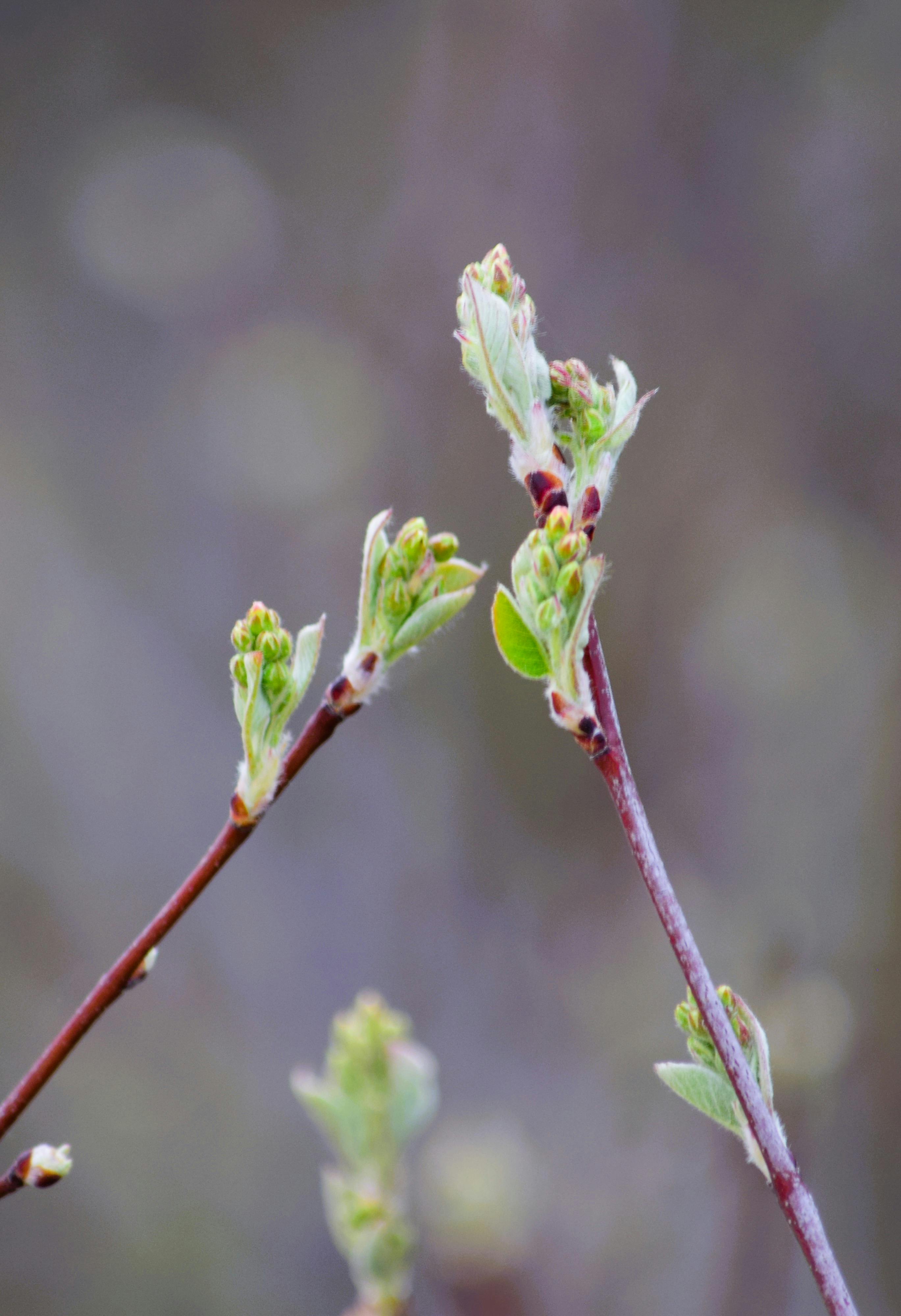 Spring Budding Branches in Soft Focus · Free Stock Photo