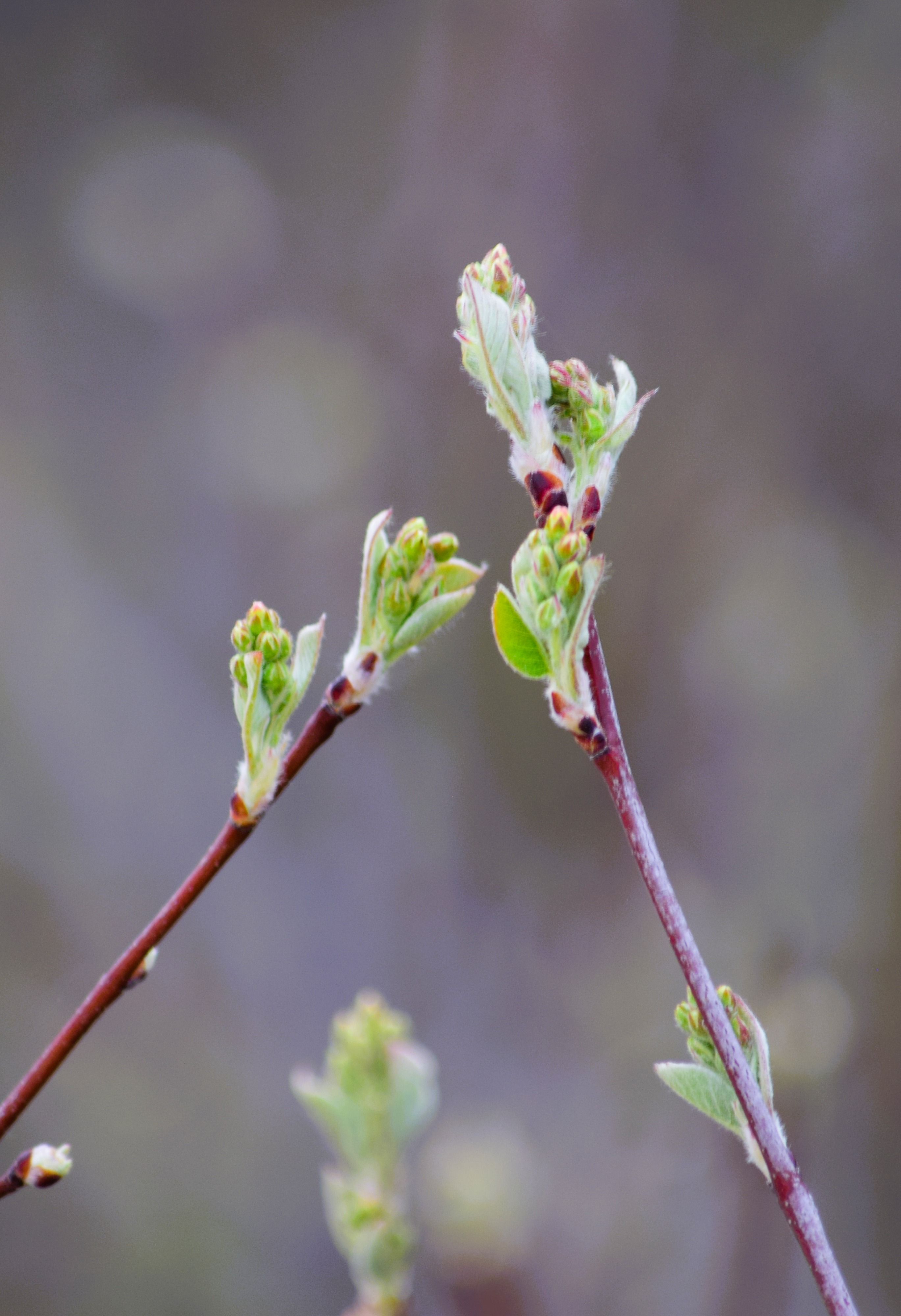 Spring Budding Branches in Soft Focus · Free Stock Photo