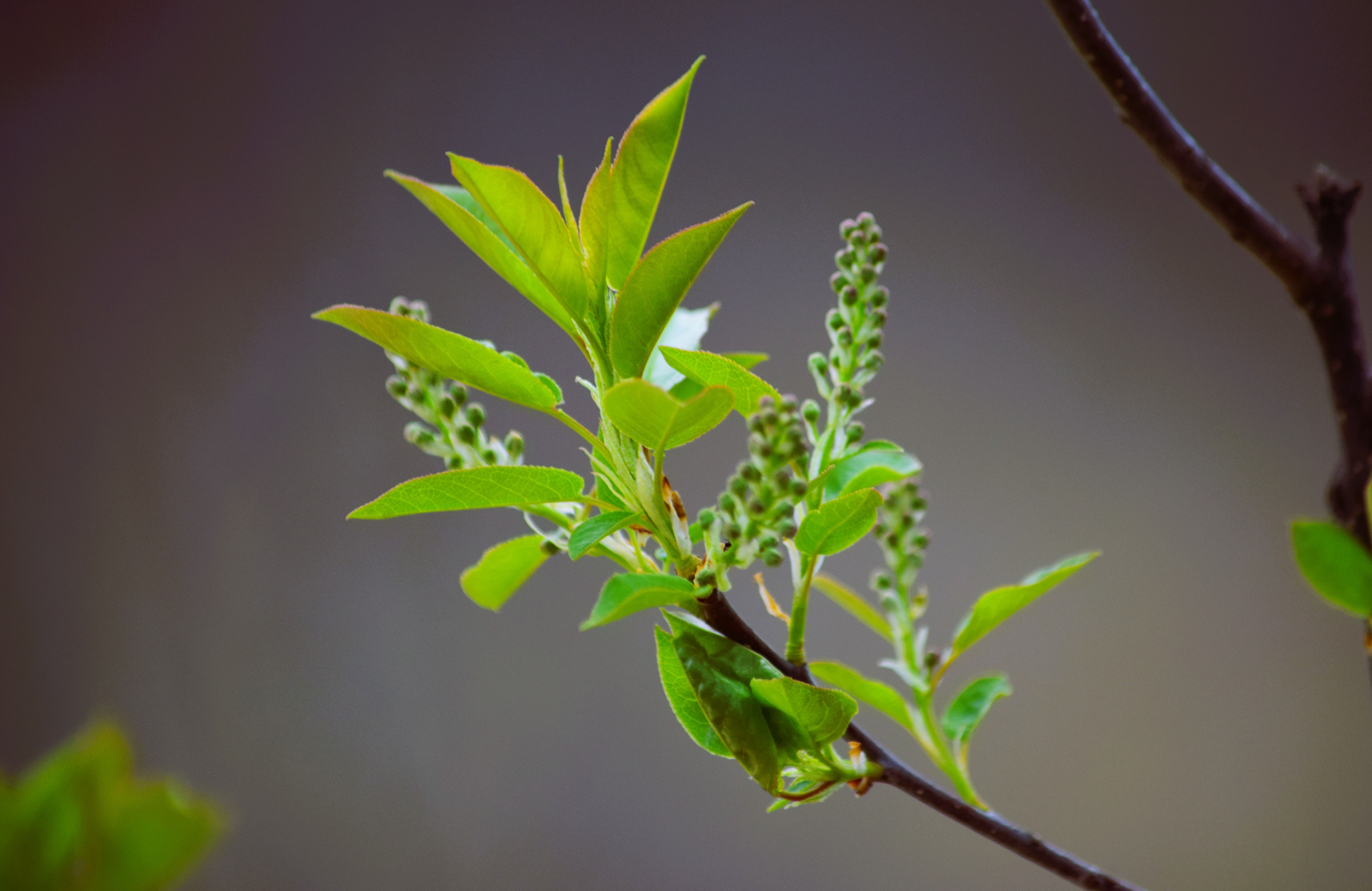 Vibrant Green Budding Branch in Springtime · Free Stock Photo
