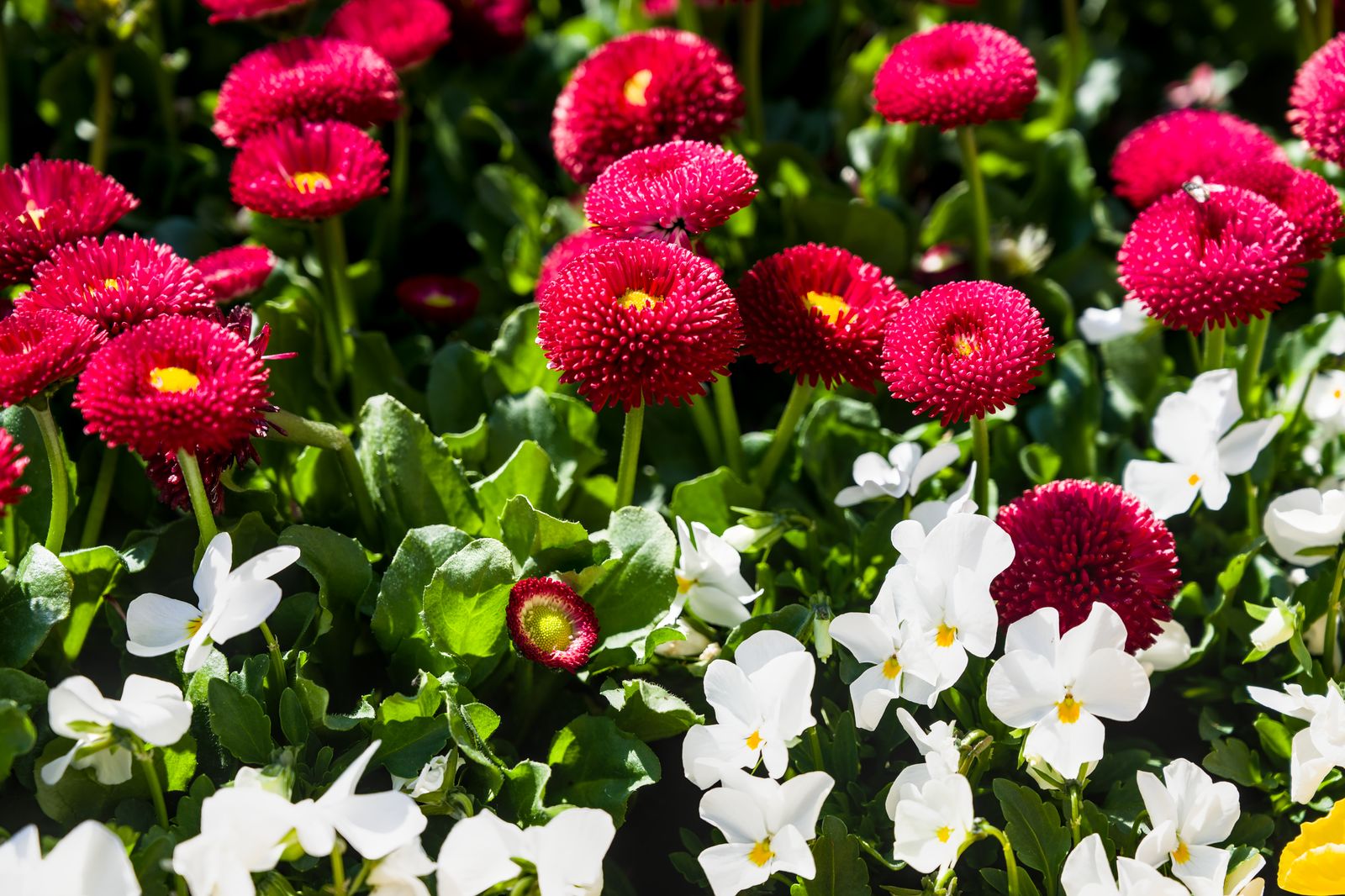 Switzerland In The Spring Photos, Download The BEST Free Switzerland In ...
