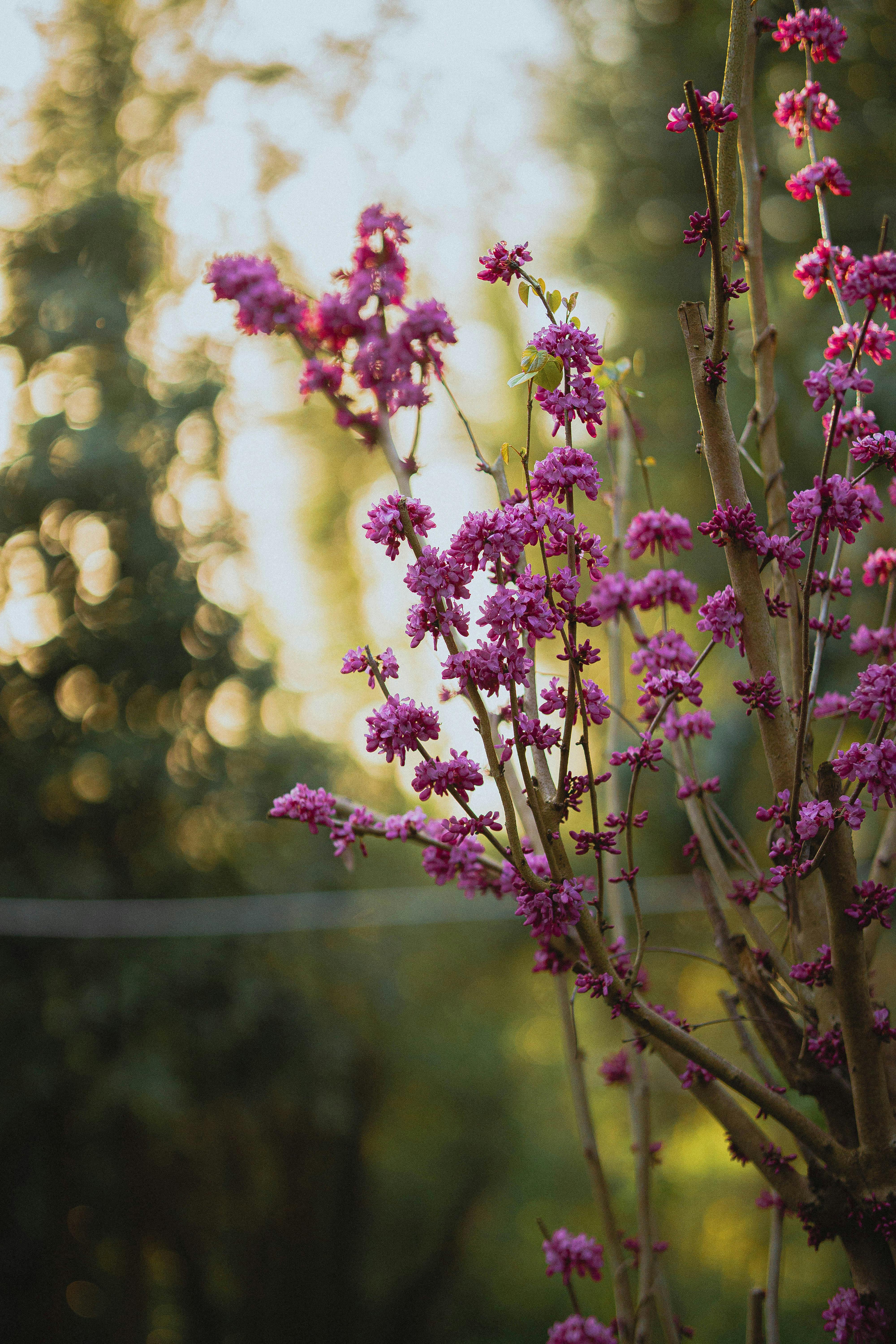 Vibrant Eastern Redbud Blossoms in Springtime · Free Stock Photo