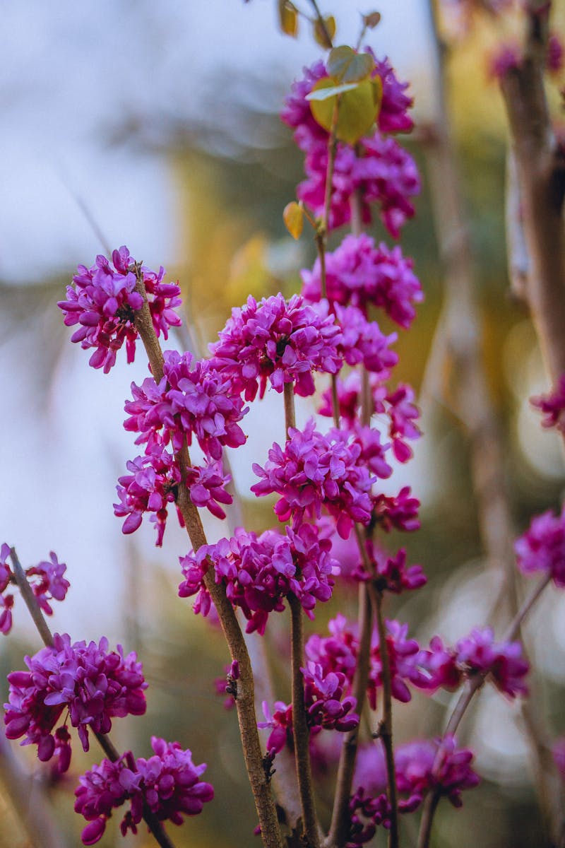 Pink Lockscreen Photos, Download The BEST Free Pink Lockscreen Stock ...