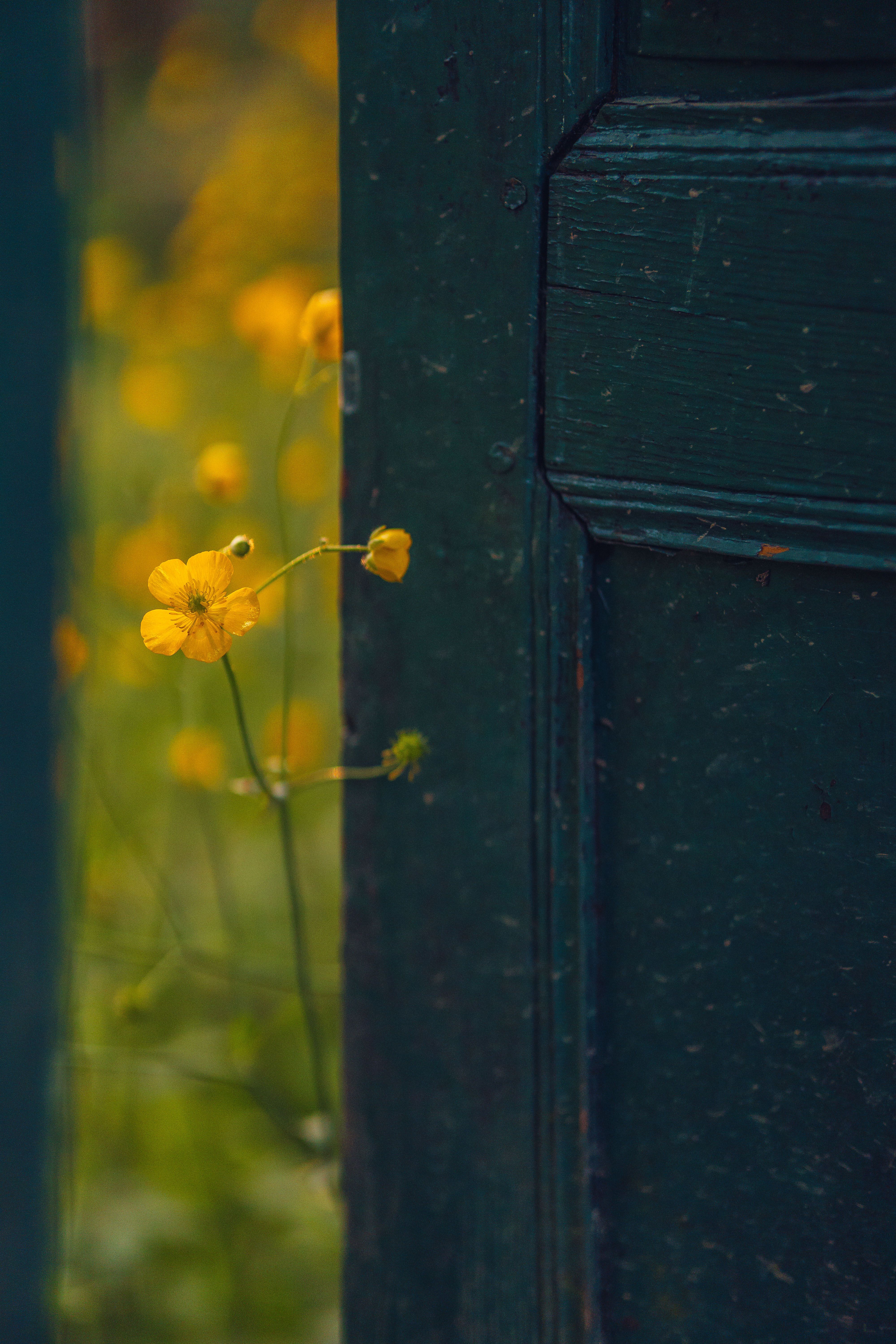 Botanical Serenity: Yellow Flowers by a Rustic Door · Free Stock Photo