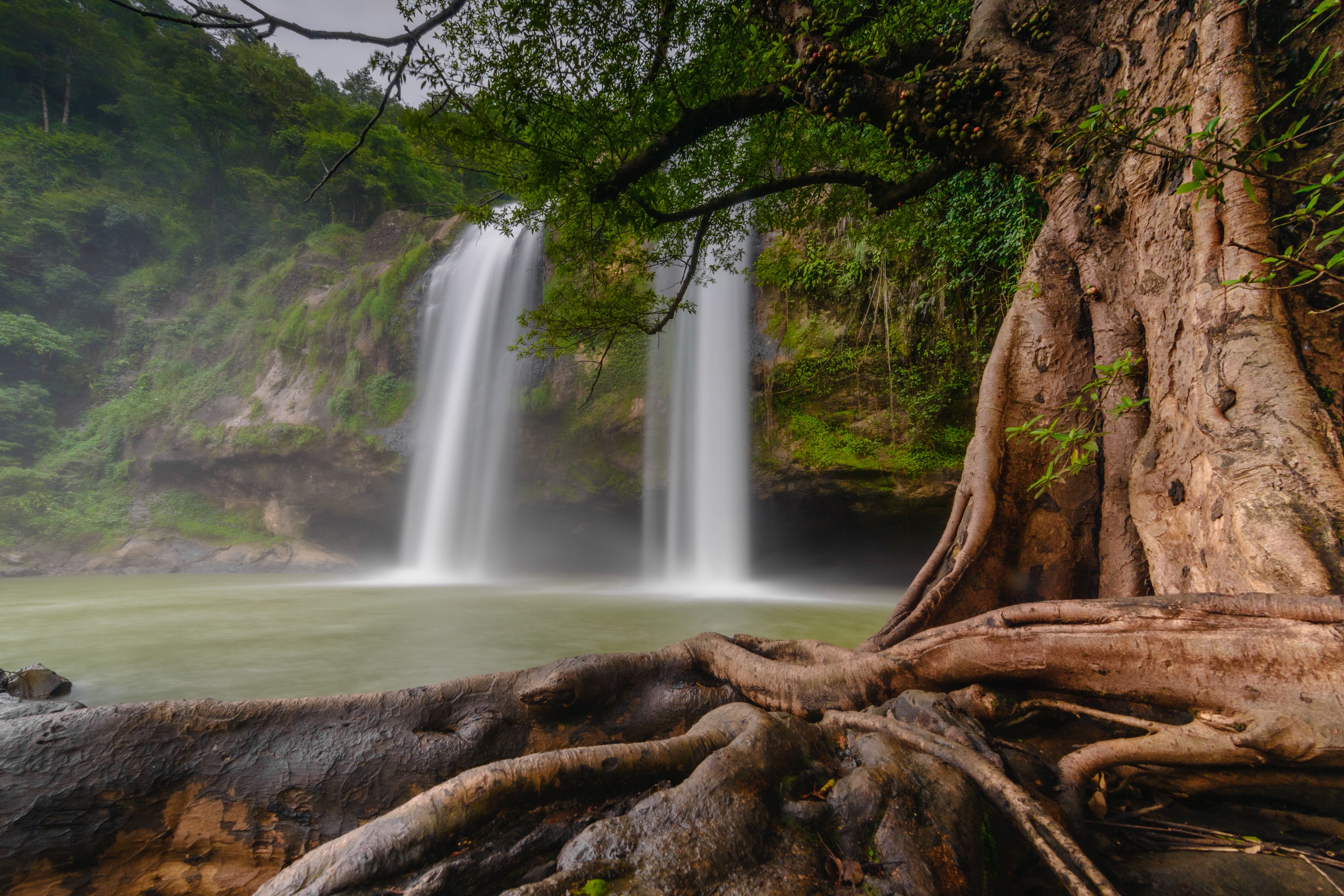 Indonesian Tree Photos, Download The BEST Free Indonesian Tree Stock ...