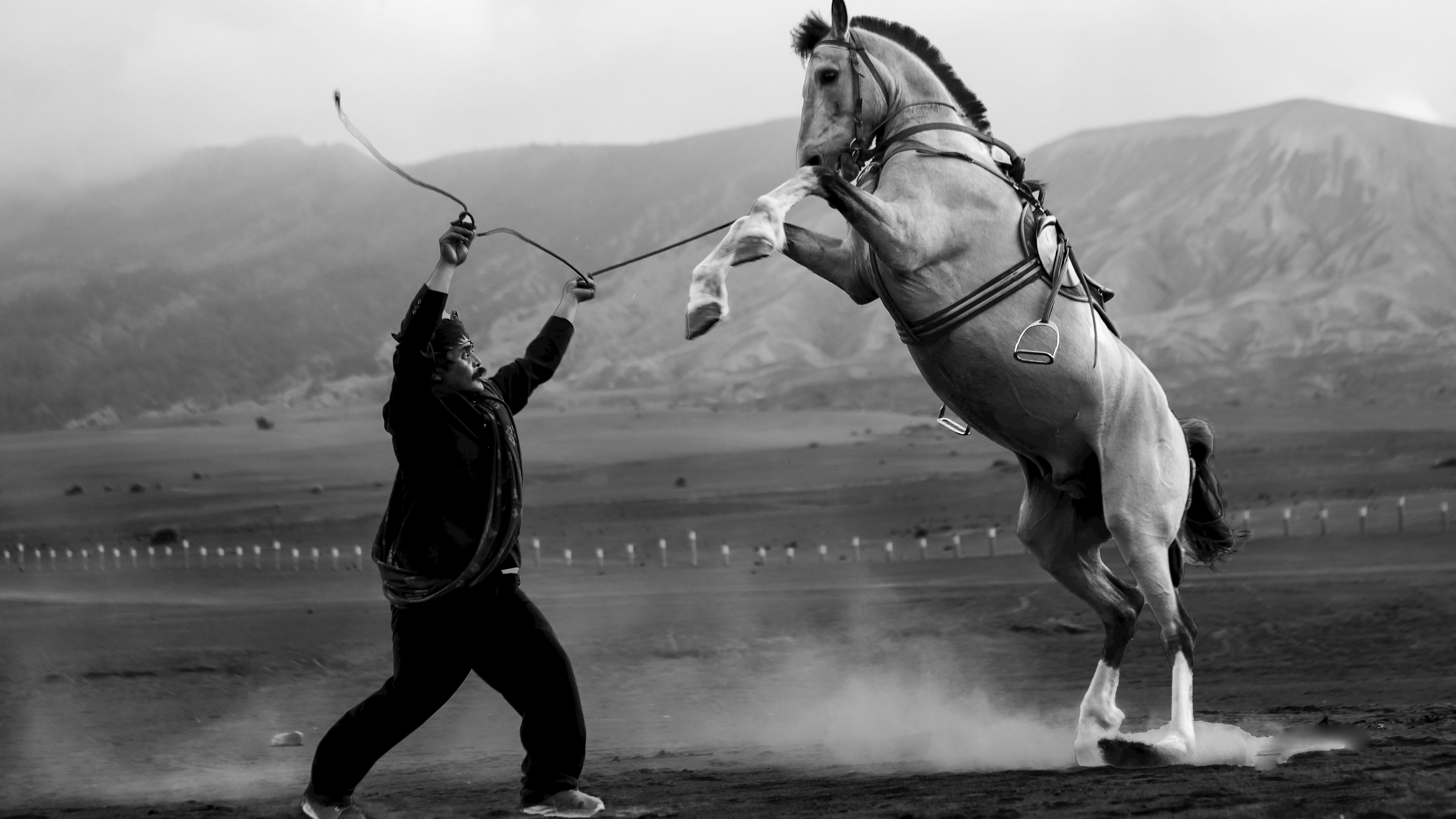 Dramatic Horse Training Scene in East Java · Free Stock Photo