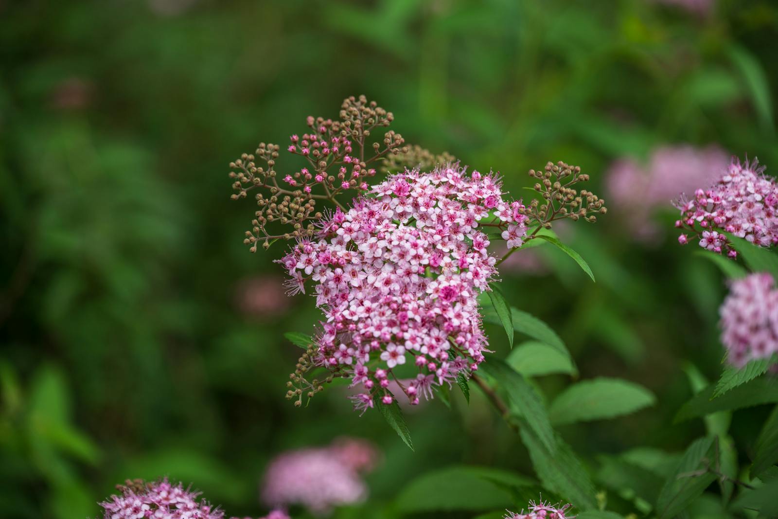 Pink Lockscreen Photos, Download The BEST Free Pink Lockscreen Stock ...