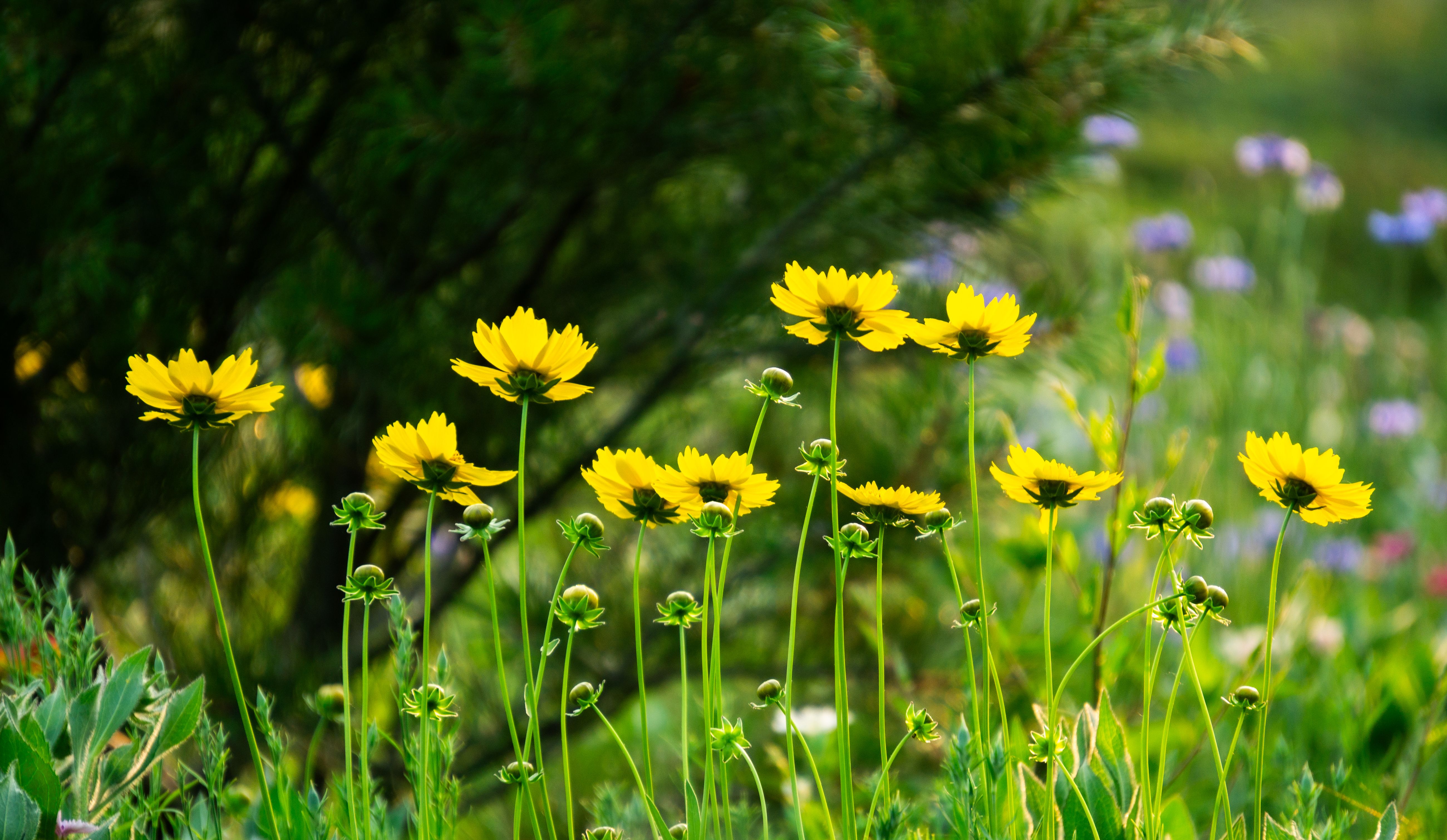 Vibrant Yellow Flowers in Bloom During Springtime · Free Stock Photo