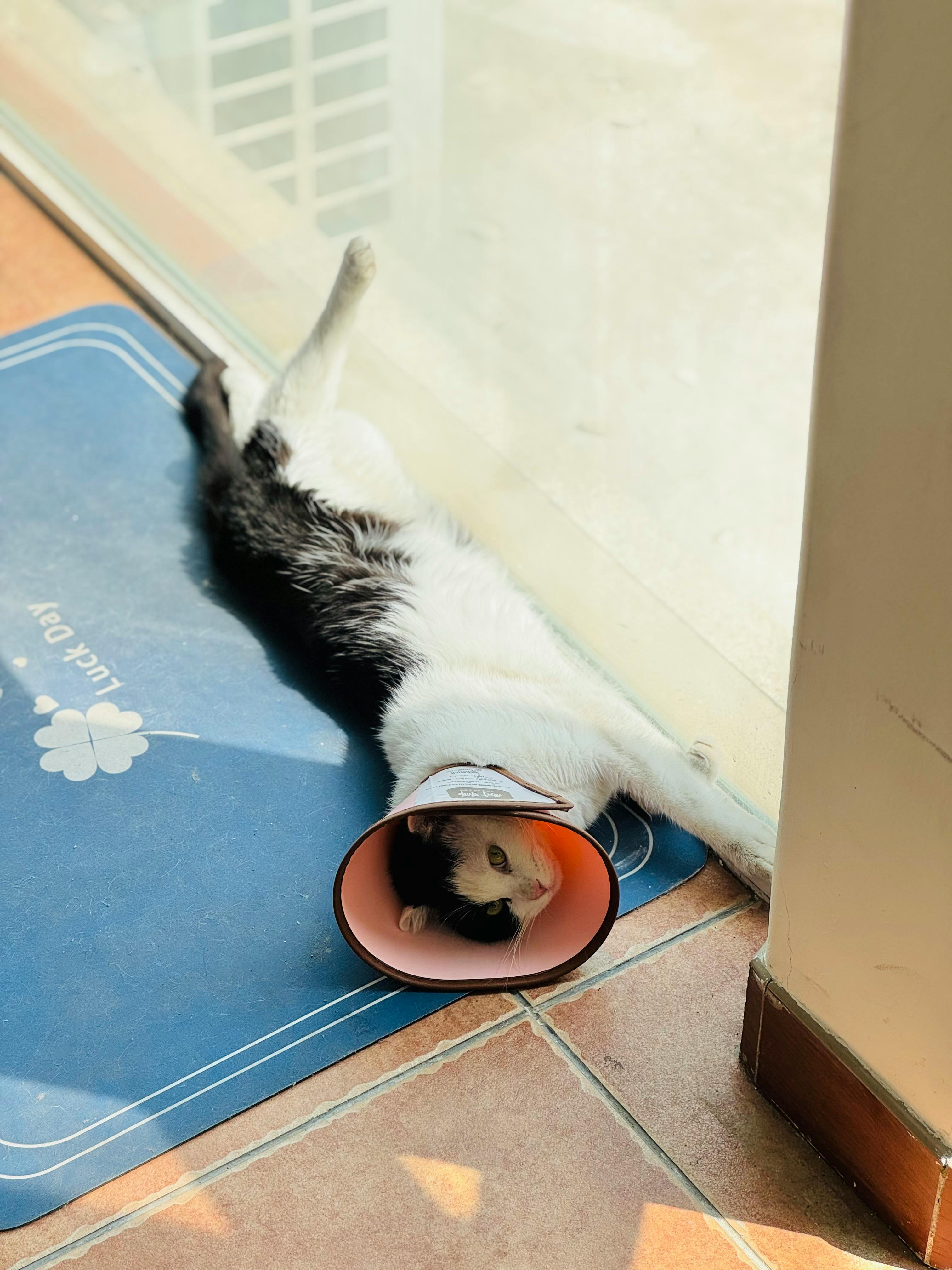 200+张最精彩的“ほんイラスト”图片 · 100%免费下载 · Pexels素材图片