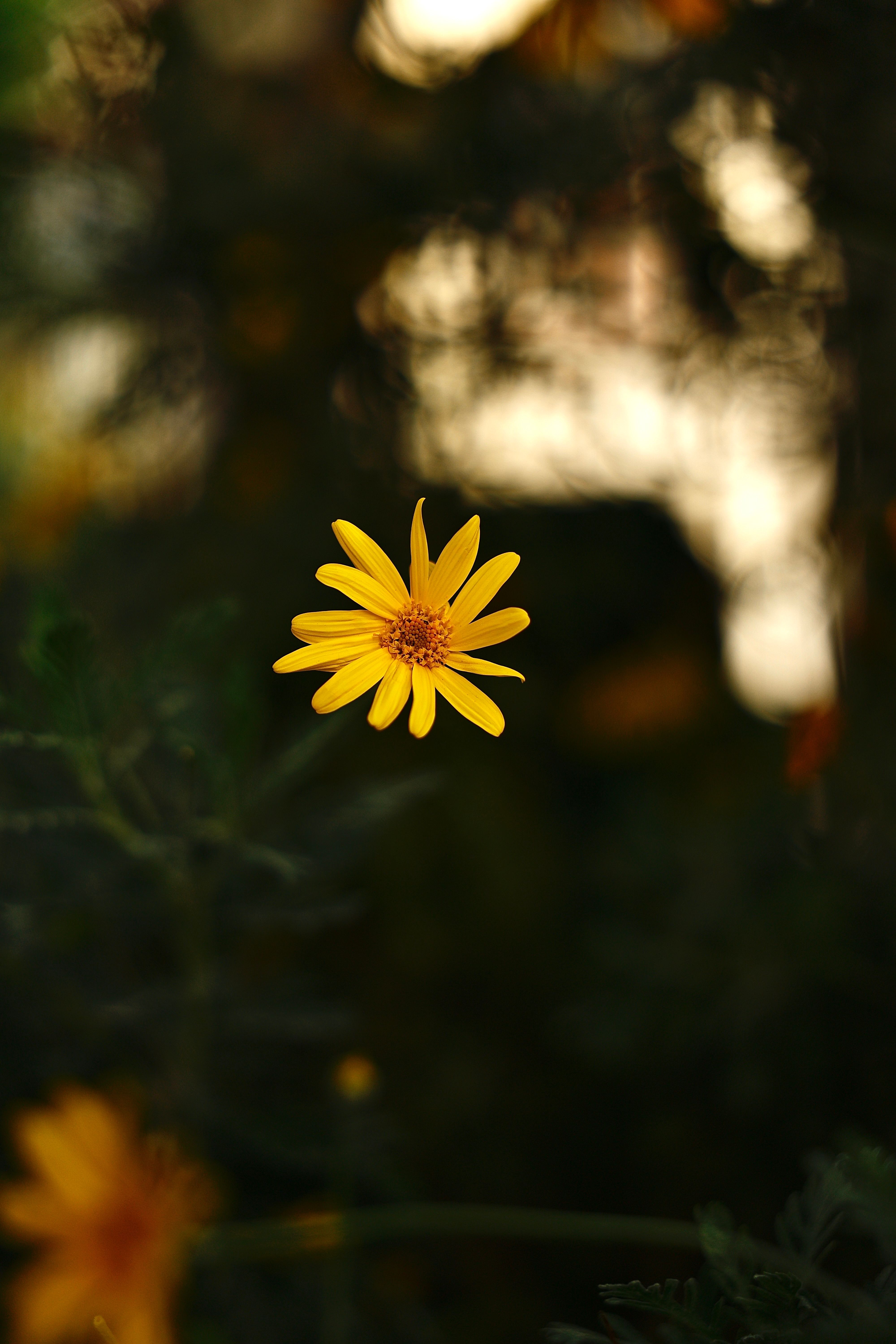 Beautiful Yellow Daisy in Natural Setting · Free Stock Photo