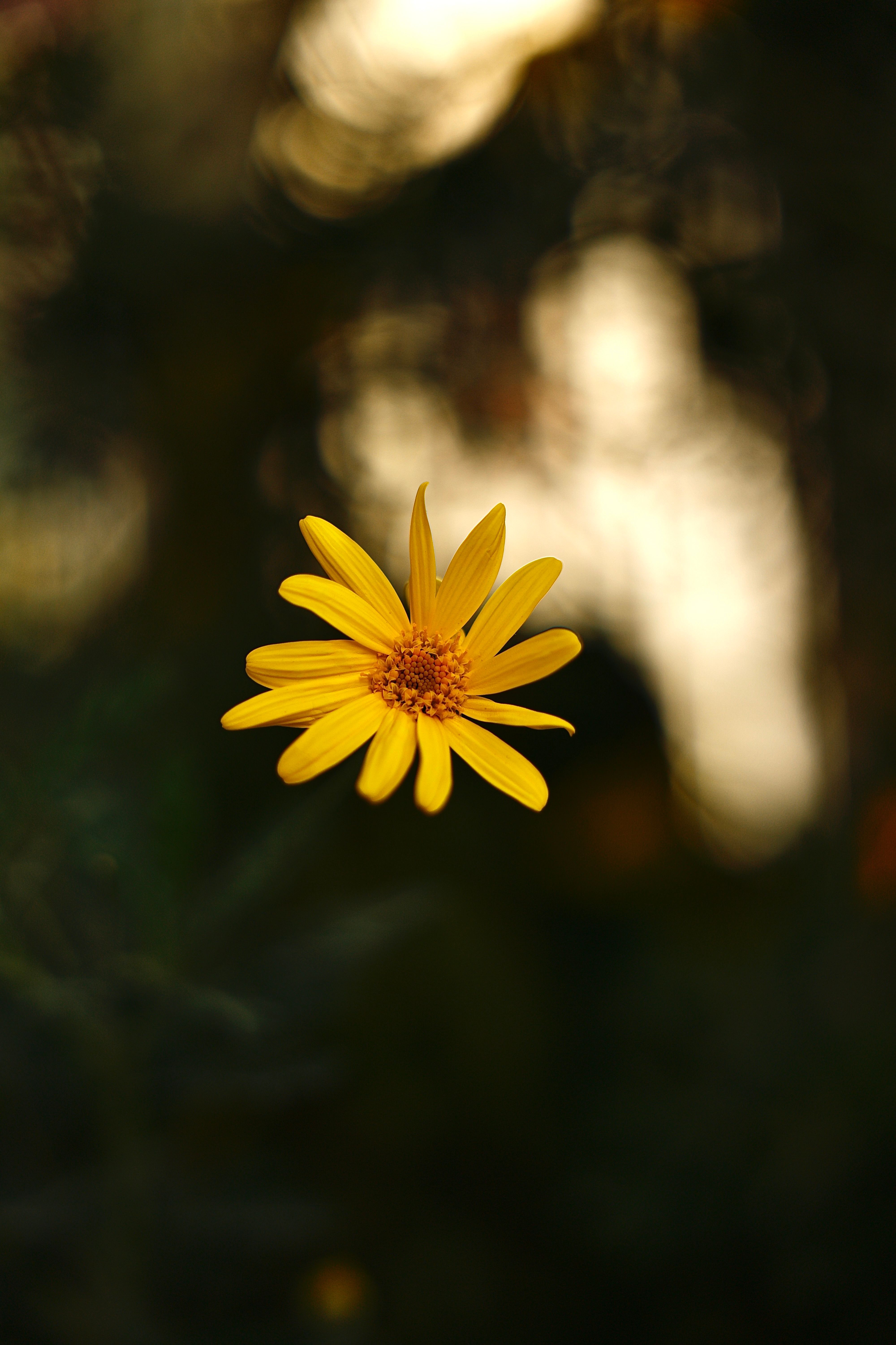 Close-up of Vibrant Yellow Daisy in Soft Focus · Free Stock Photo