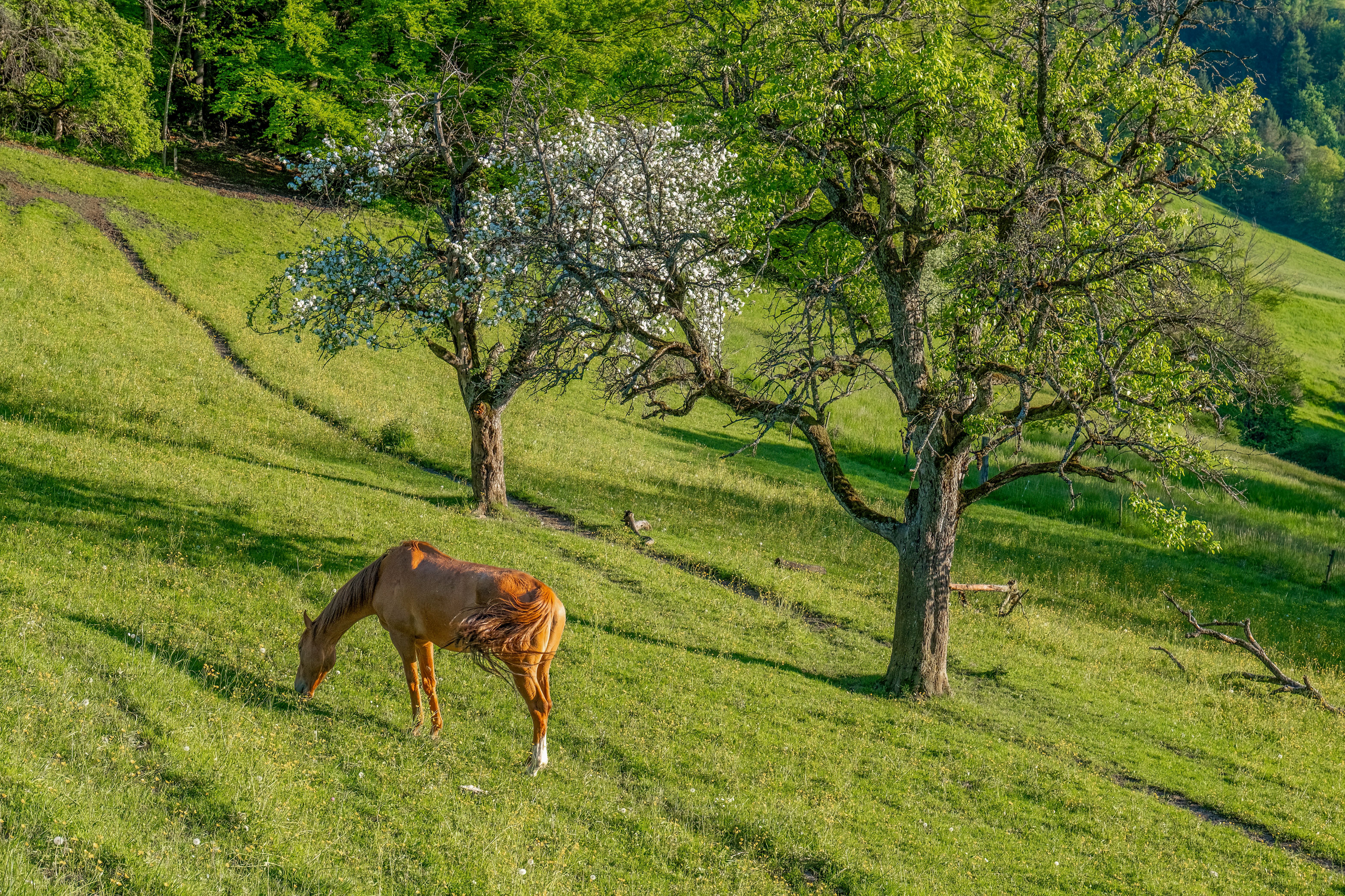 Scenic Spring Landscape with Grazing Horse · Free Stock Photo