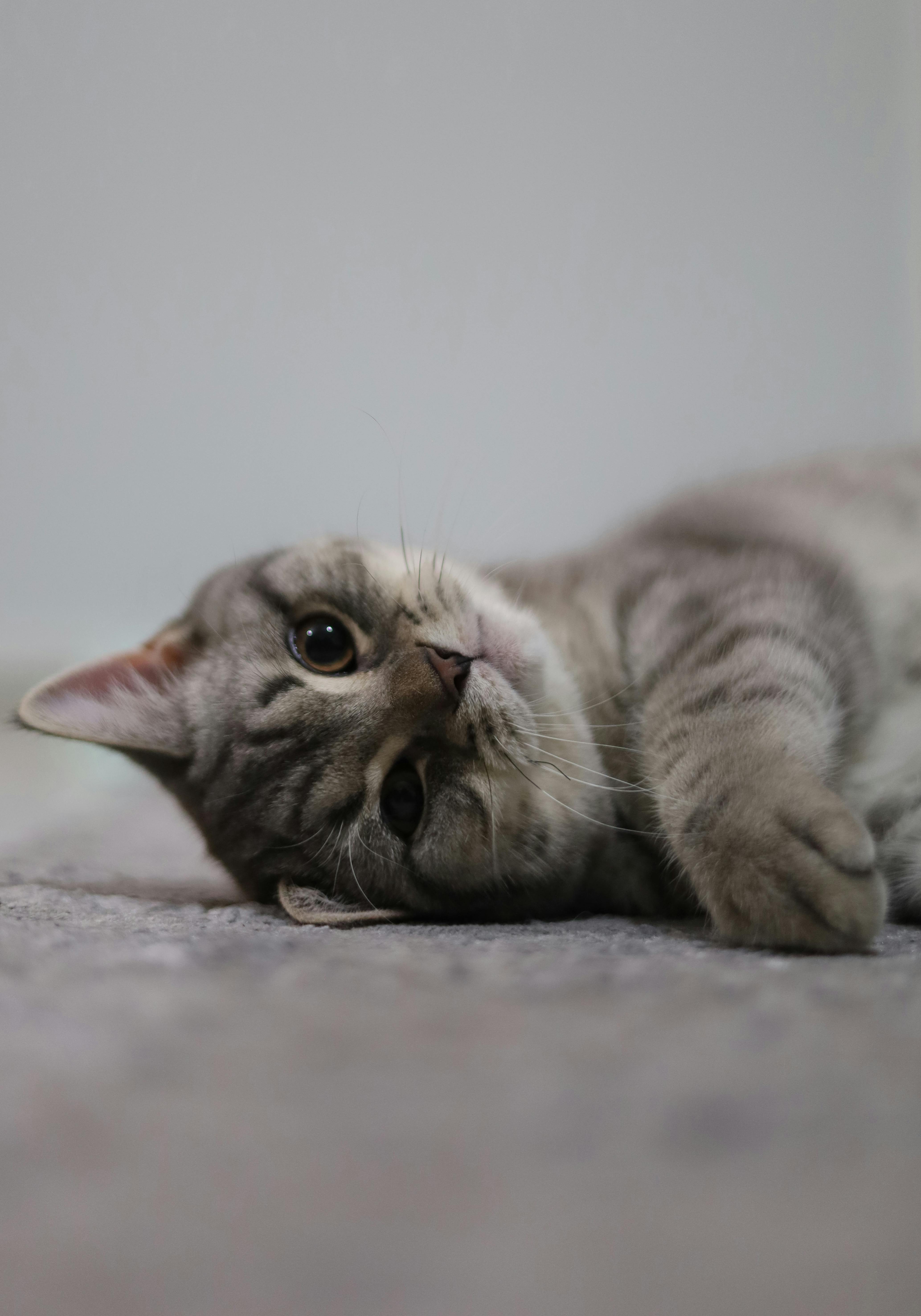 Cats Reference Photos, Download The BEST Free Cats Reference Stock ...