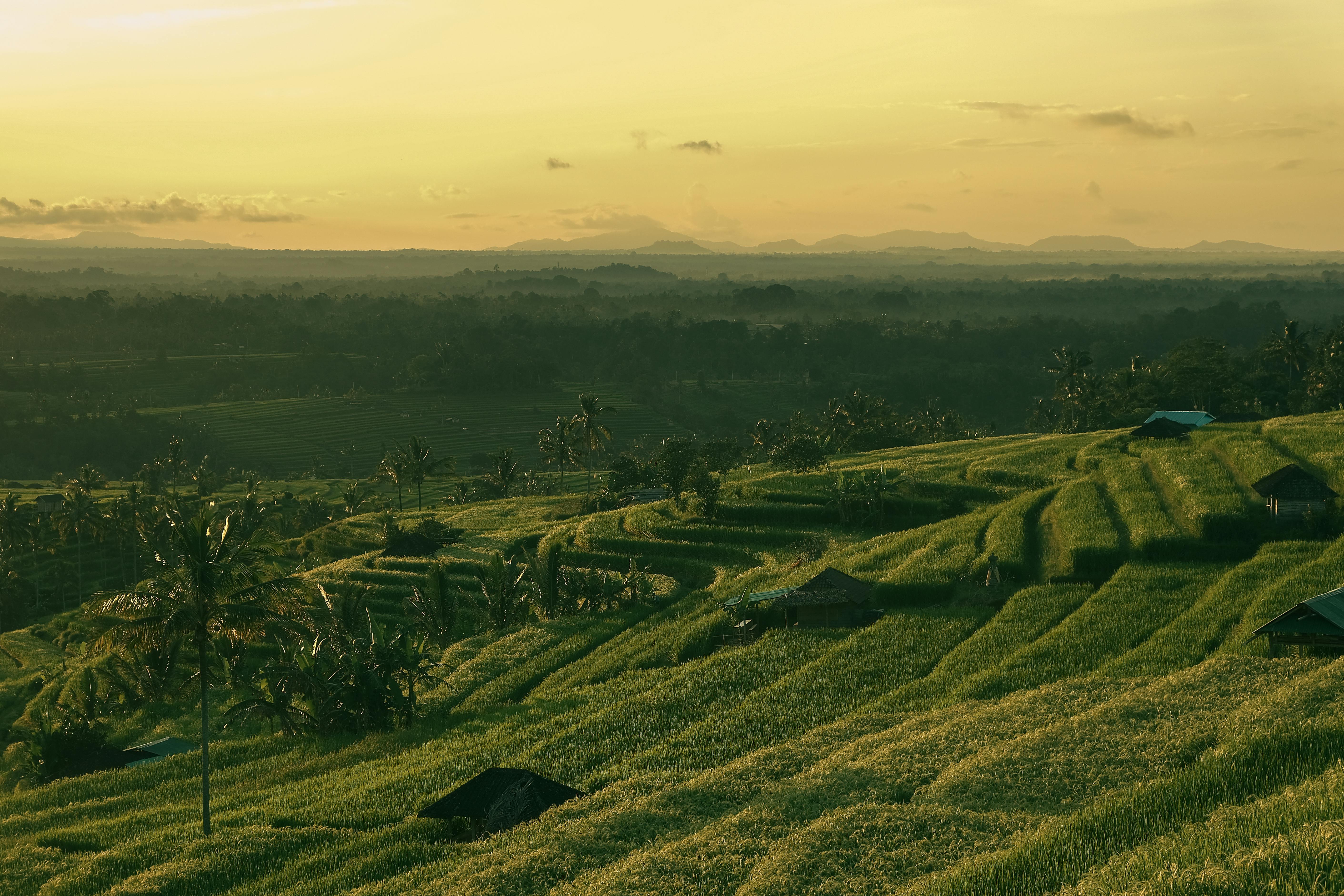 Scenic Rice Terraces at Sunset in Bali · Free Stock Photo