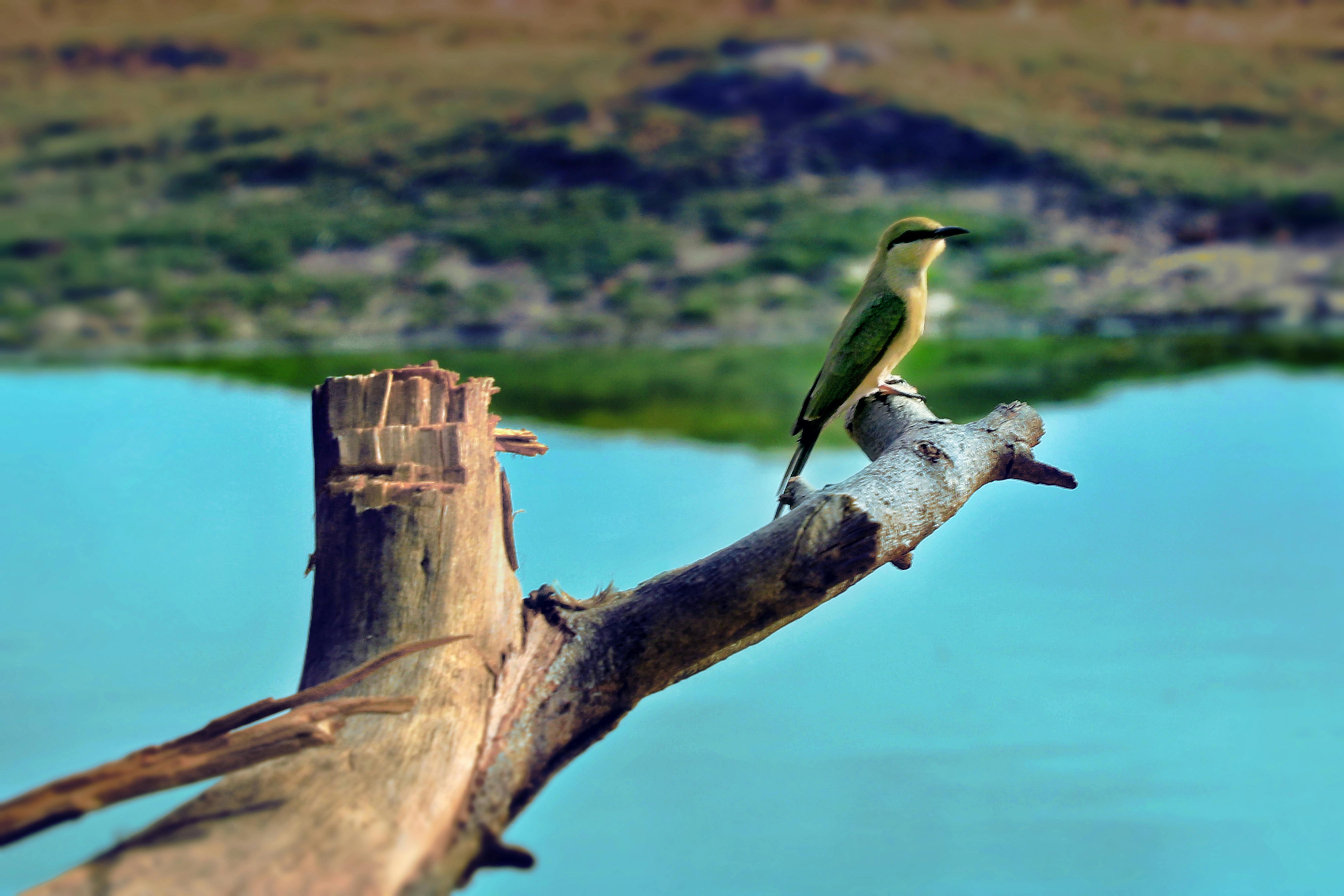 21 fotos y vídeos de Bird photography guardados por Ankit Patel
