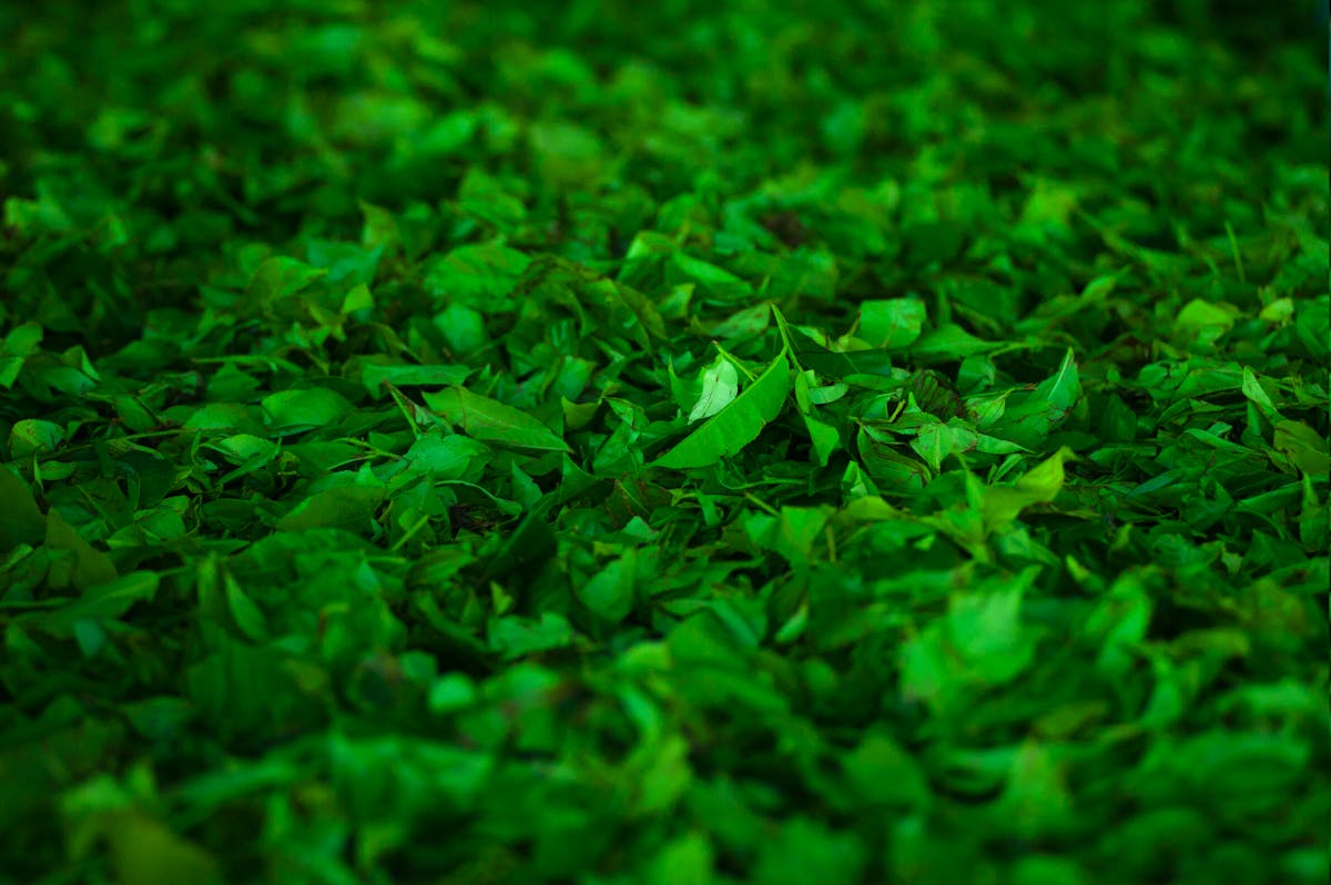 Green Tea Photos, Download The BEST Free Green Tea Stock Photos & HD Images