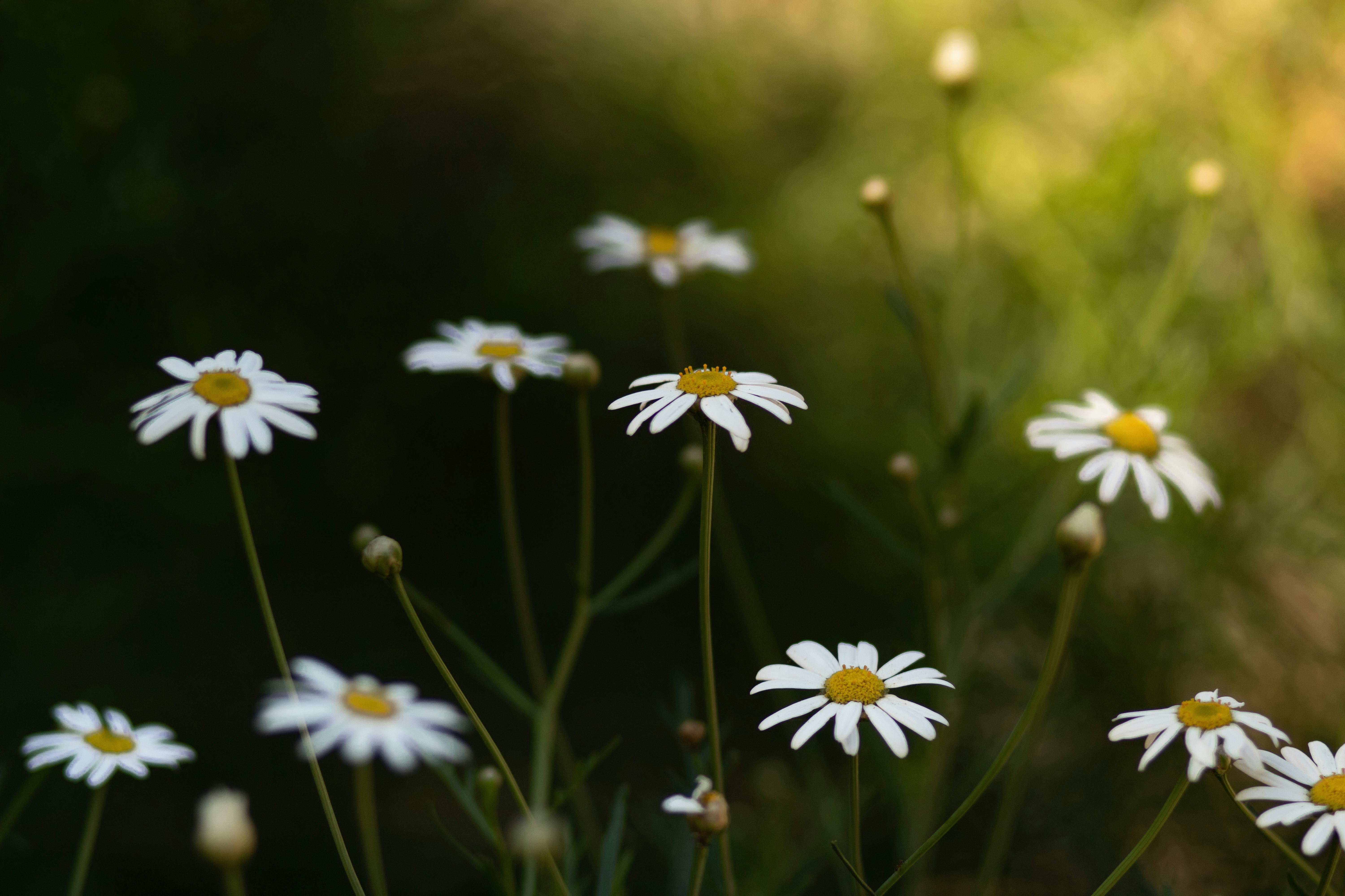 Bunga Aster Putih Yang Indah Di Padang Rumput Yang Disinari Matahari ...