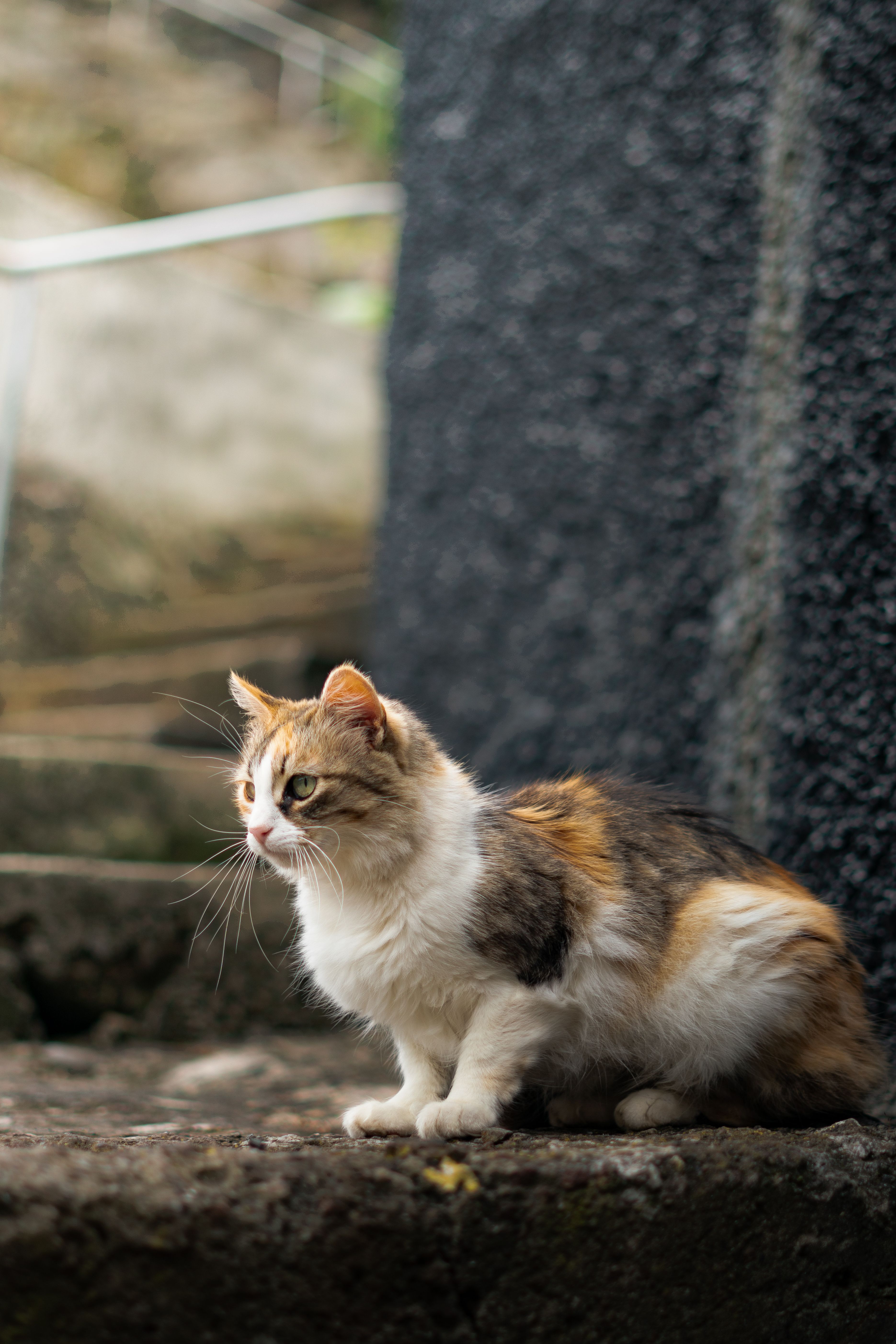 Calico Cat Photos, Download The BEST Free Calico Cat Stock Photos & HD ...