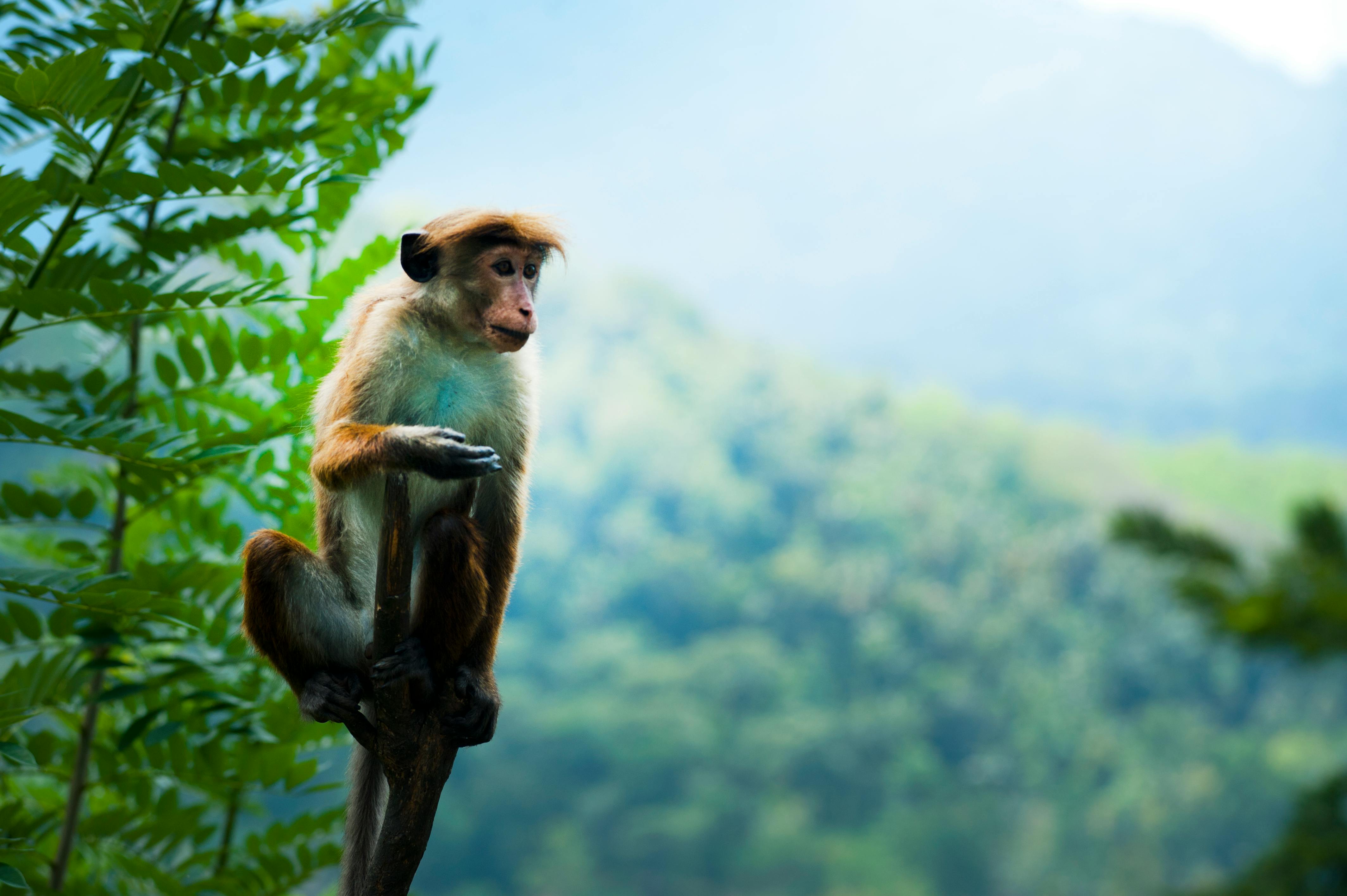 1,000+ Best Monkey Images · 100% Free Download · Pexels Stock Photos