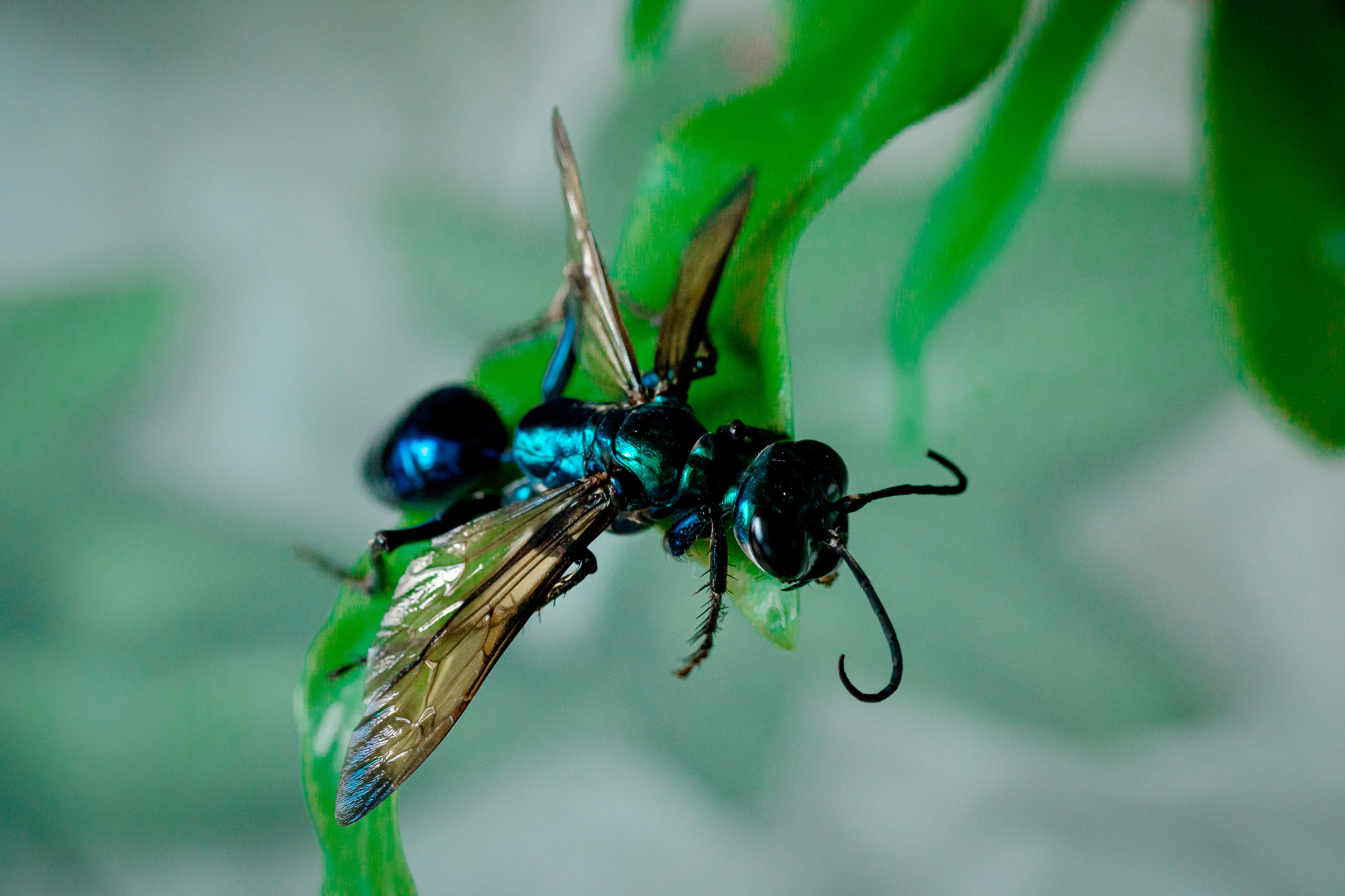 Close-up of a Shimmering Blue Wasp on Leaf · Free Stock Photo