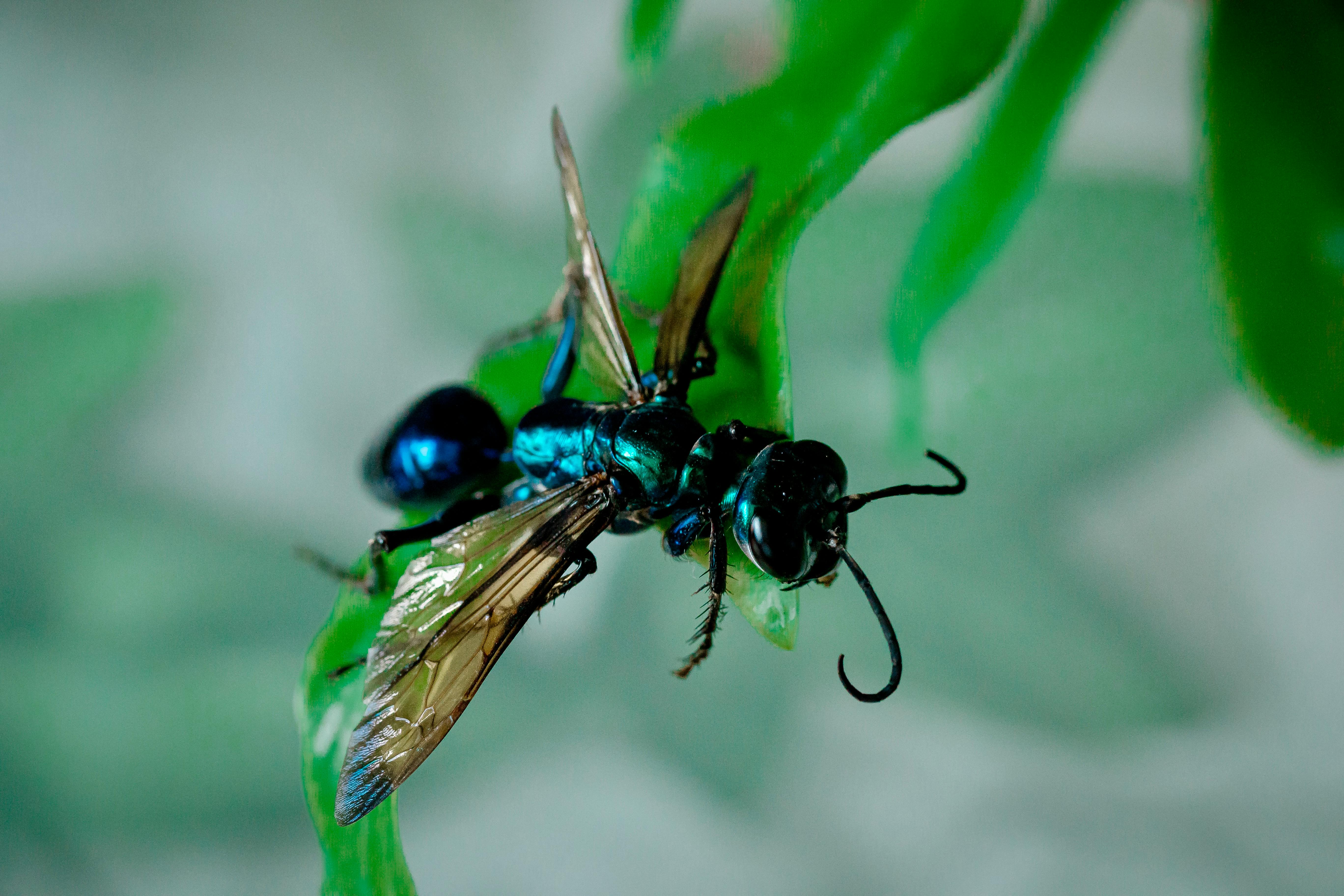 Close-up of a Shimmering Blue Wasp on Leaf · Free Stock Photo
