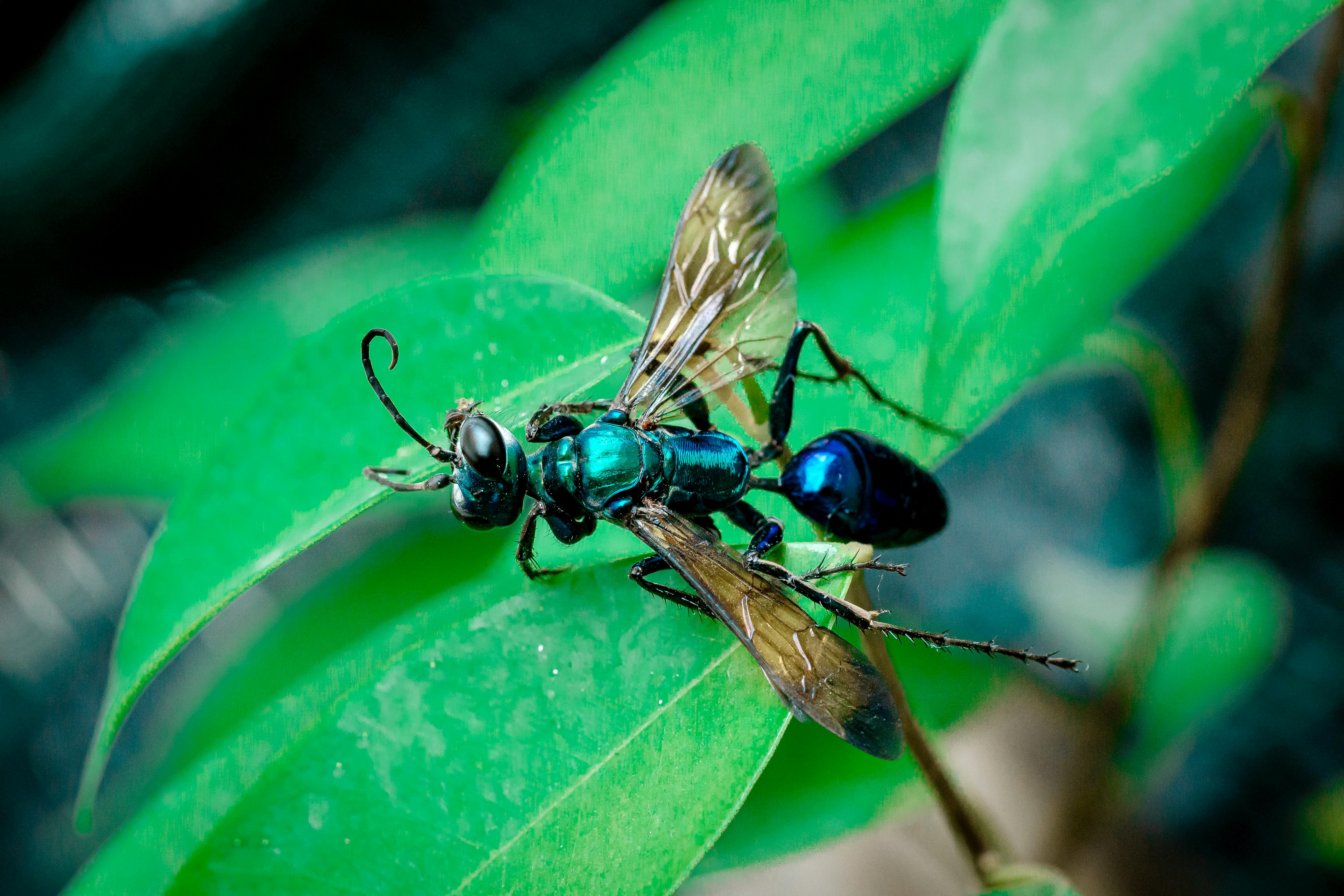 Close-Up of Blue Metallic Wasp on Green Leaf · Free Stock Photo