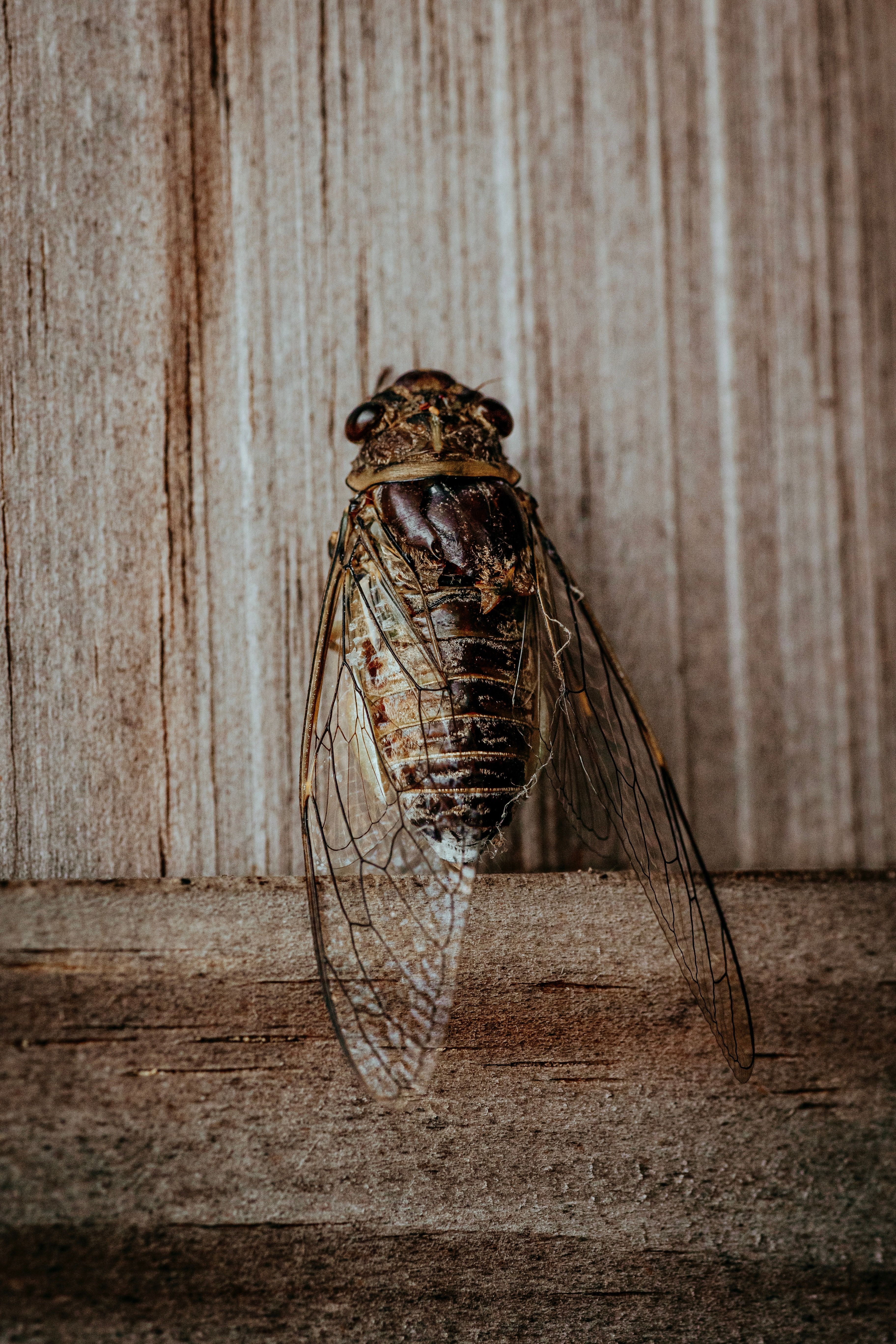 Humming Bir Photos, Download The BEST Free Humming Bir Stock Photos ...