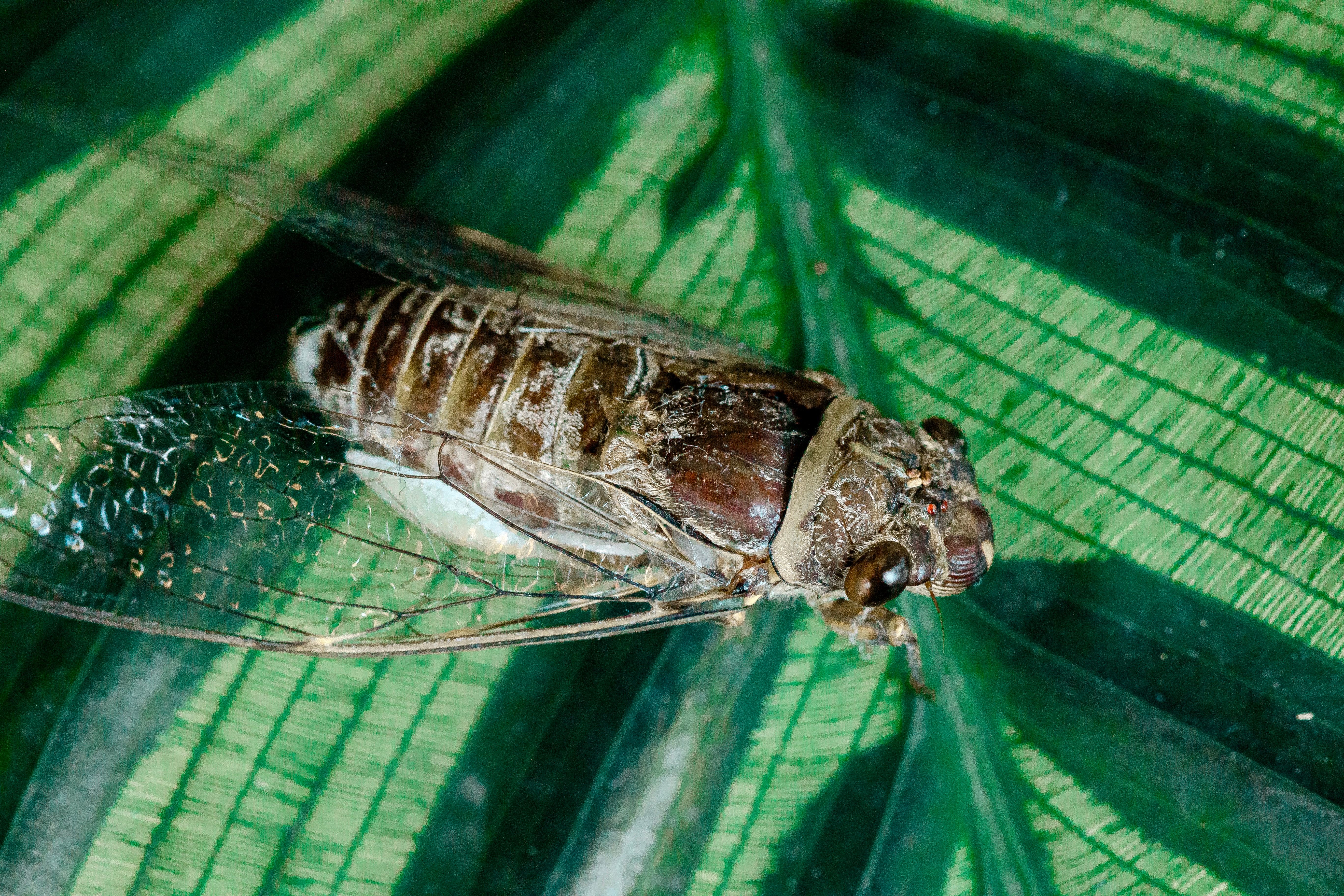 Close-up of a Cicada on a Leaf · Free Stock Photo