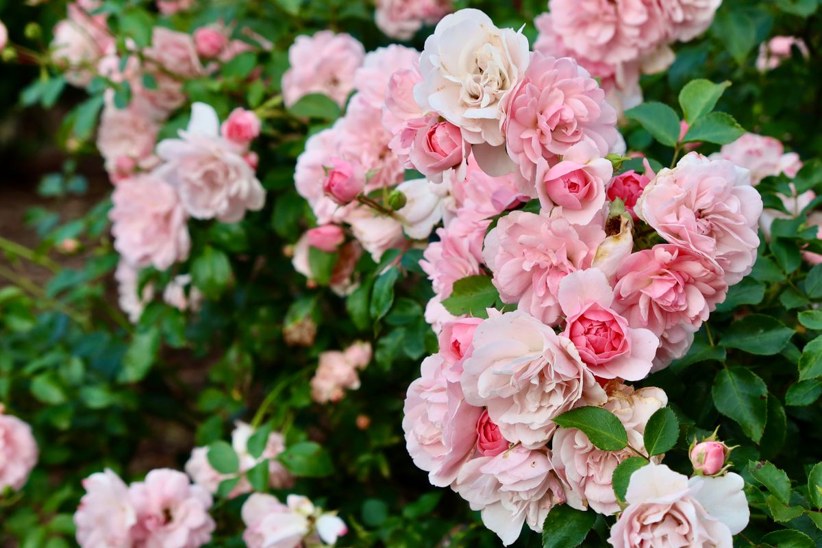 Pink Lockscreen Photos, Download The BEST Free Pink Lockscreen Stock ...