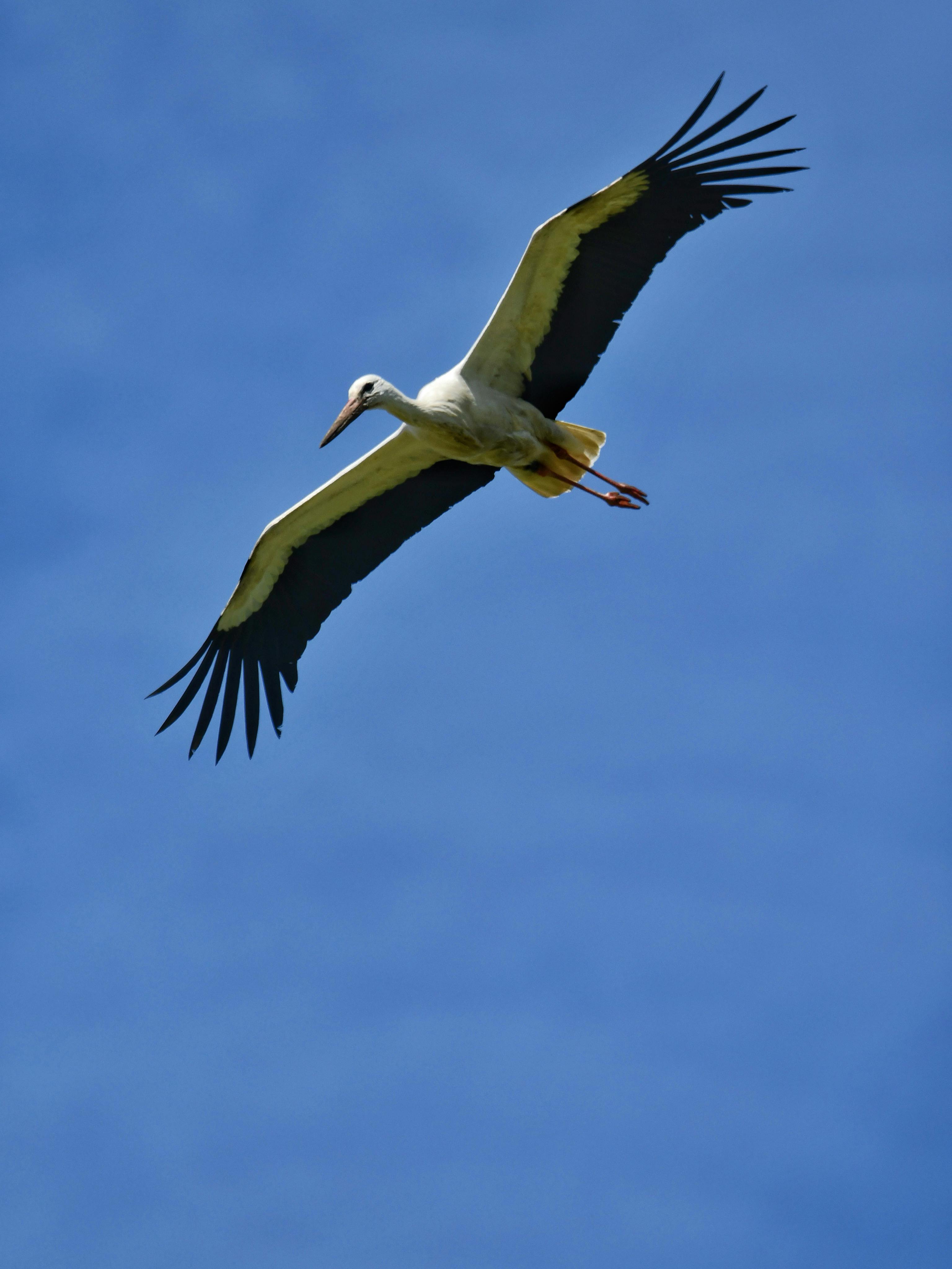 Graceful Stork Soaring in Clear Blue Sky · Free Stock Photo