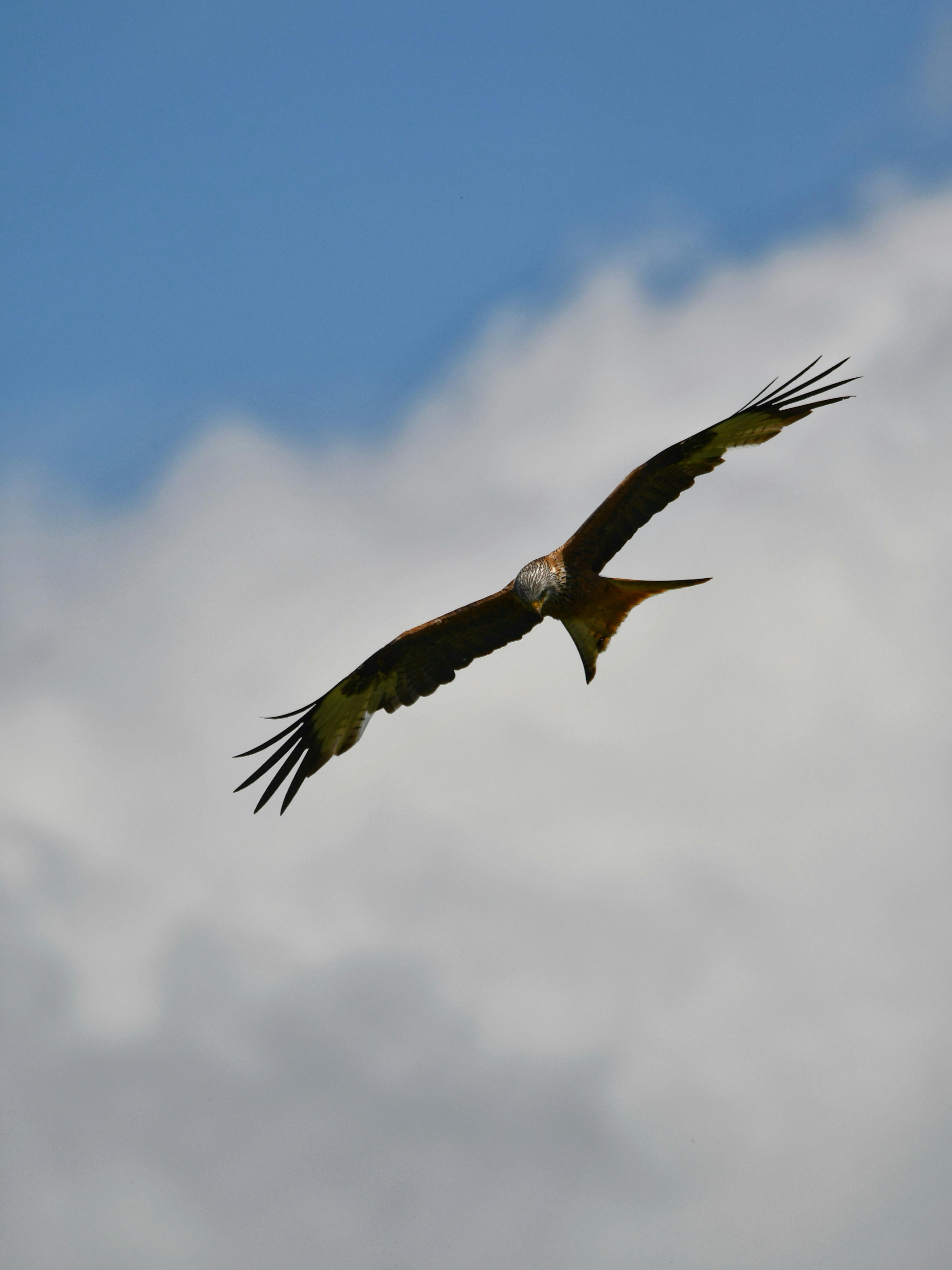 Close-up of a Bald Eagle Flying · Free Stock Photo
