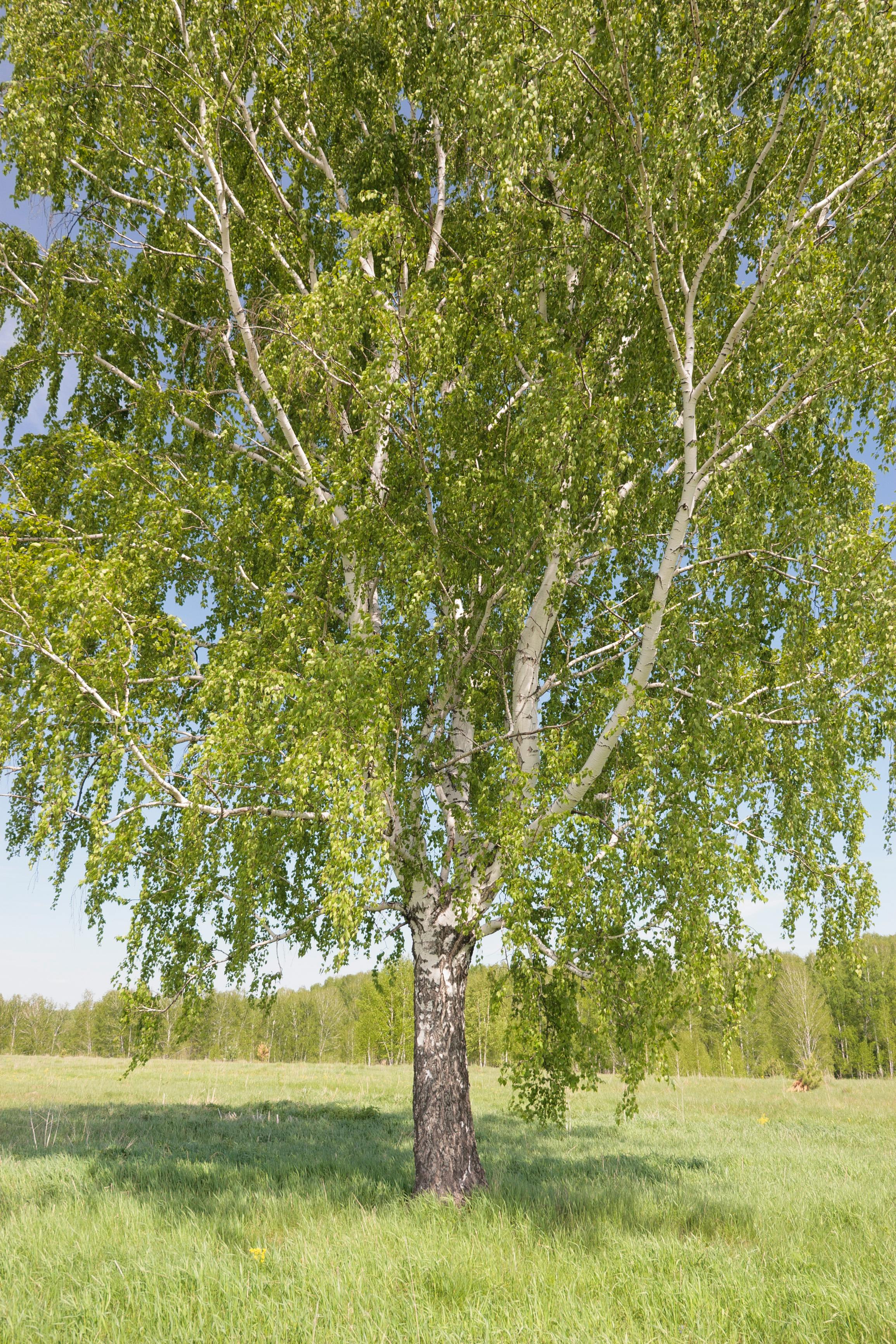 Cybersigilism Wallpaper Photos, Download The BEST Free Cybersigilism ...