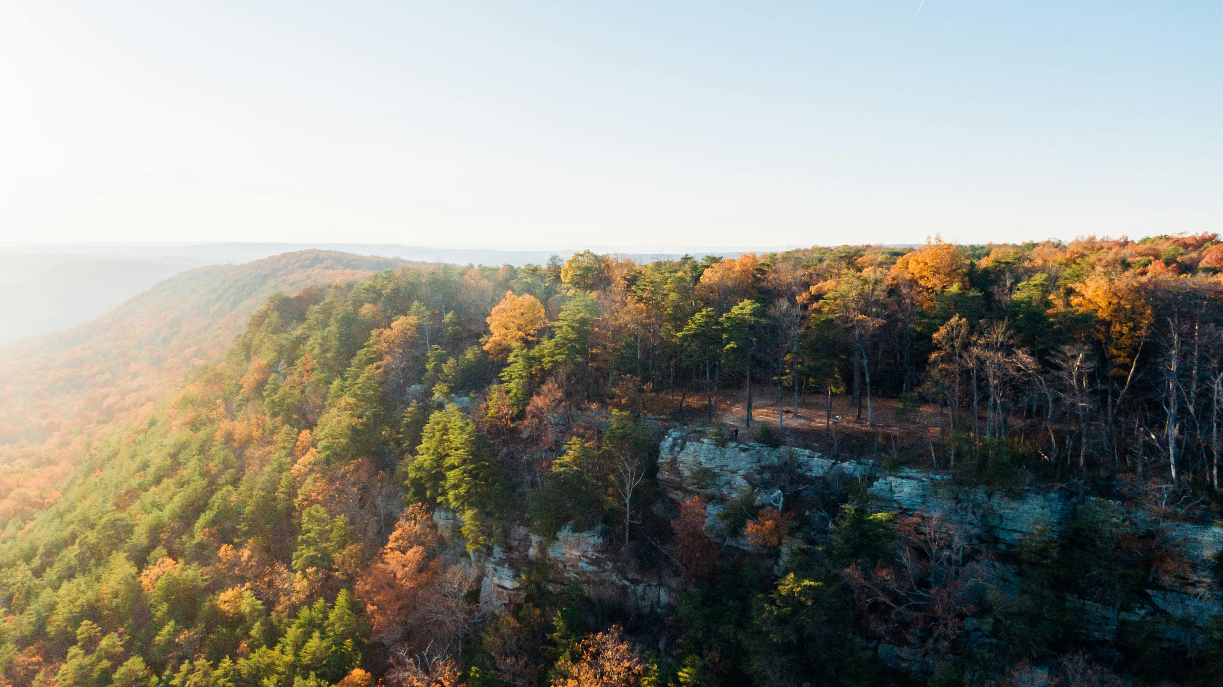 Top View Photo of Forest · Free Stock Photo