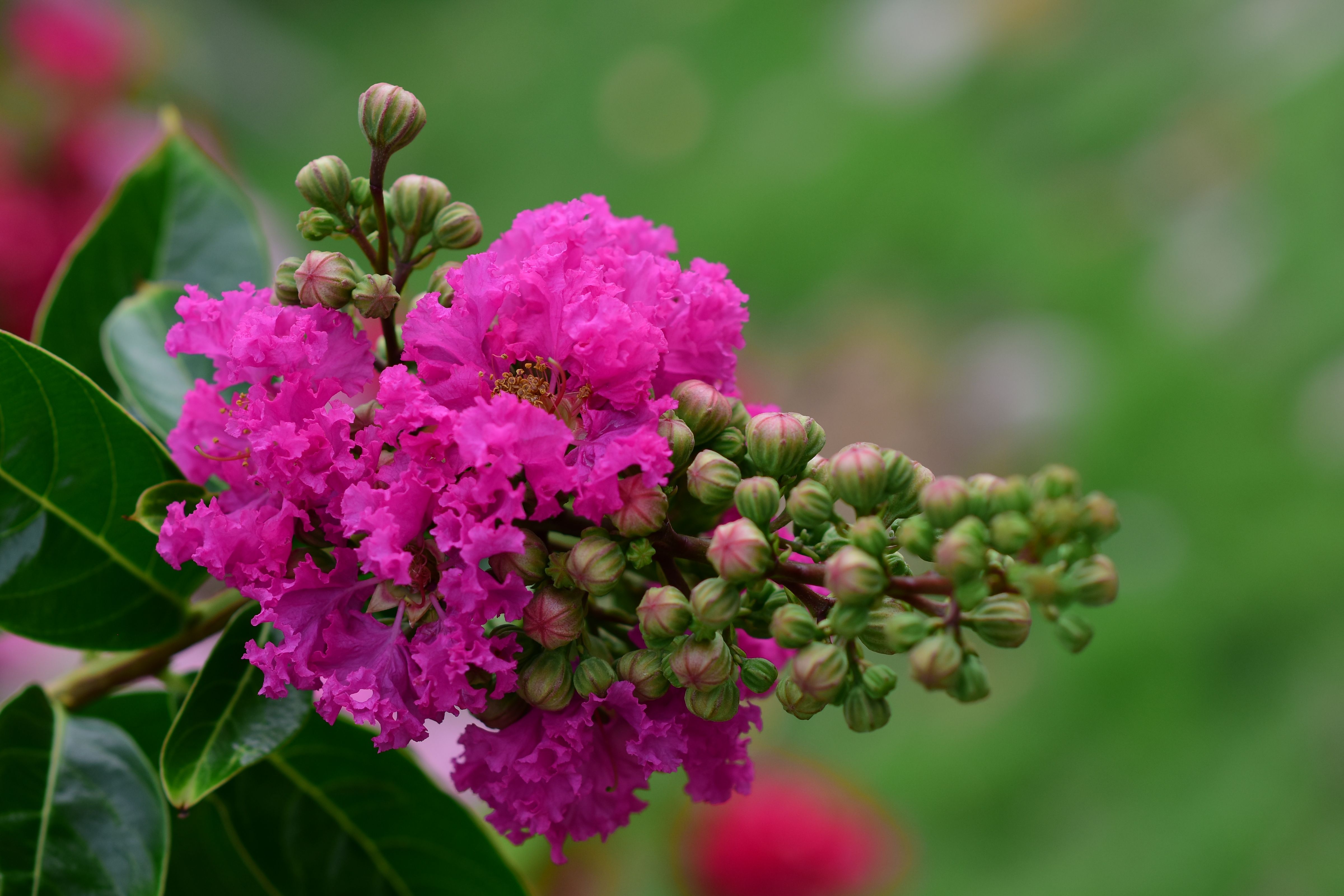Close-up of Vibrant Pink Crepe Myrtle Blossoms · Free Stock Photo