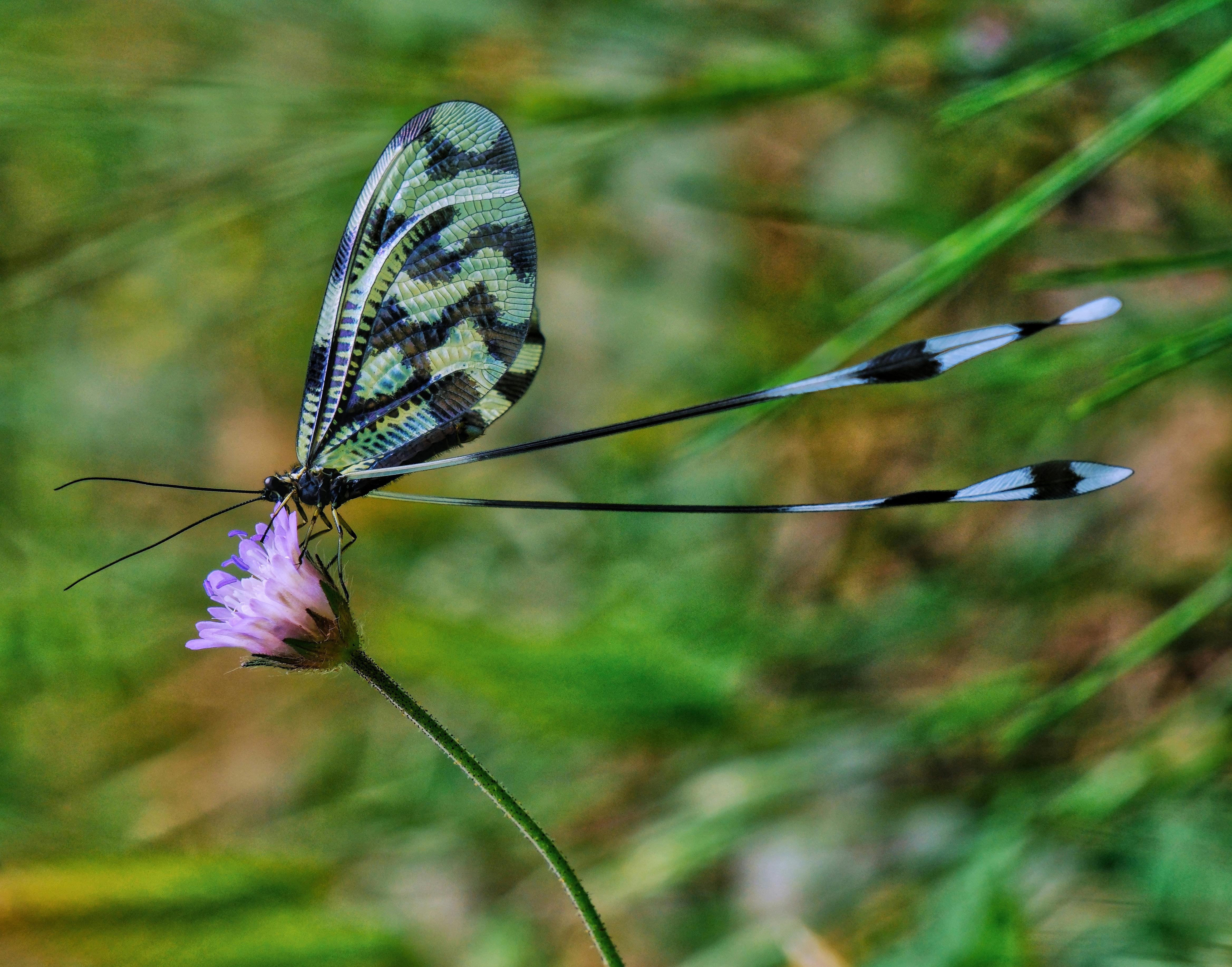 Detailed Close-up of a Nemoptera Sinuata · Free Stock Photo