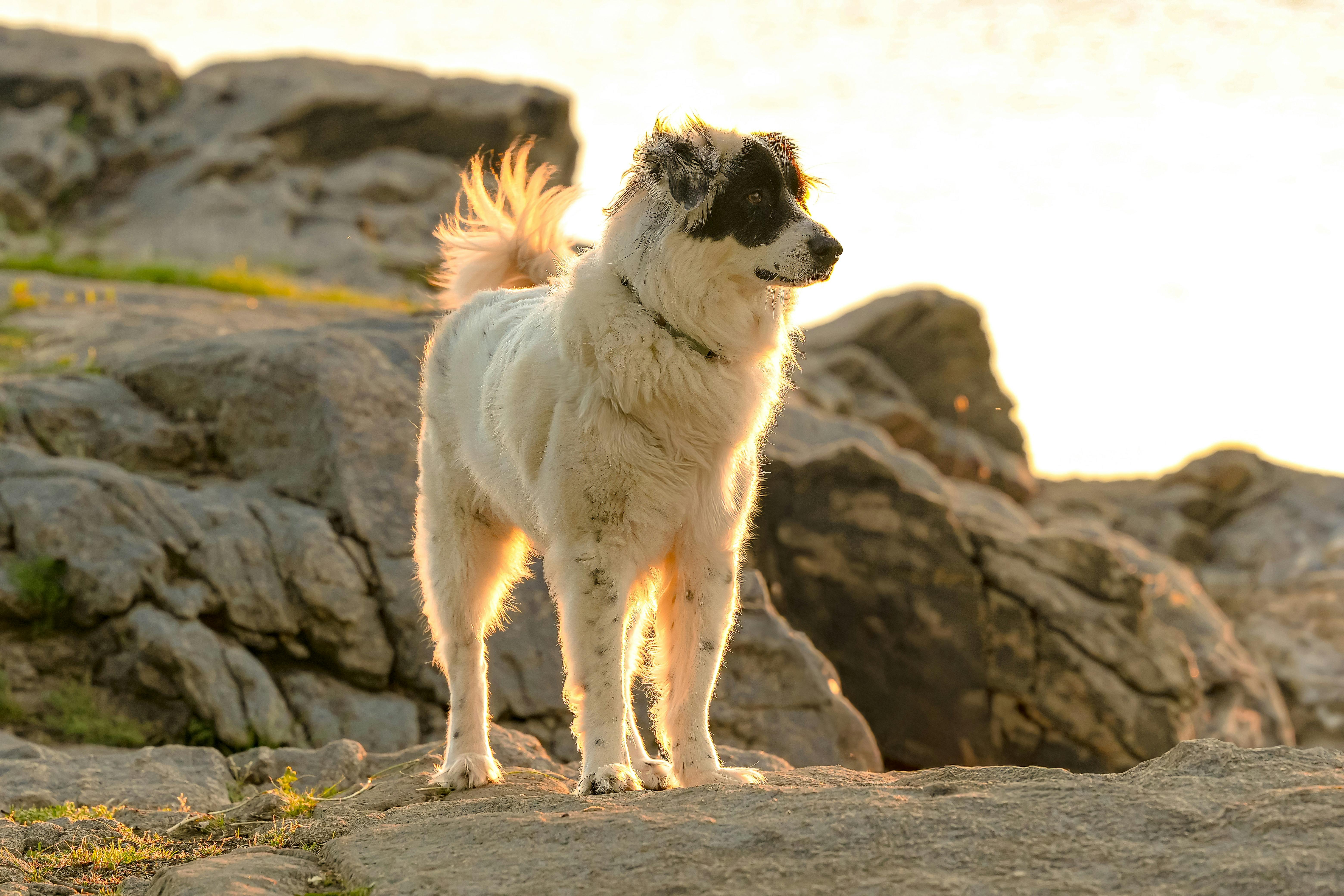 Border Collie at Cove Island Park During Dawn · Free Stock Photo