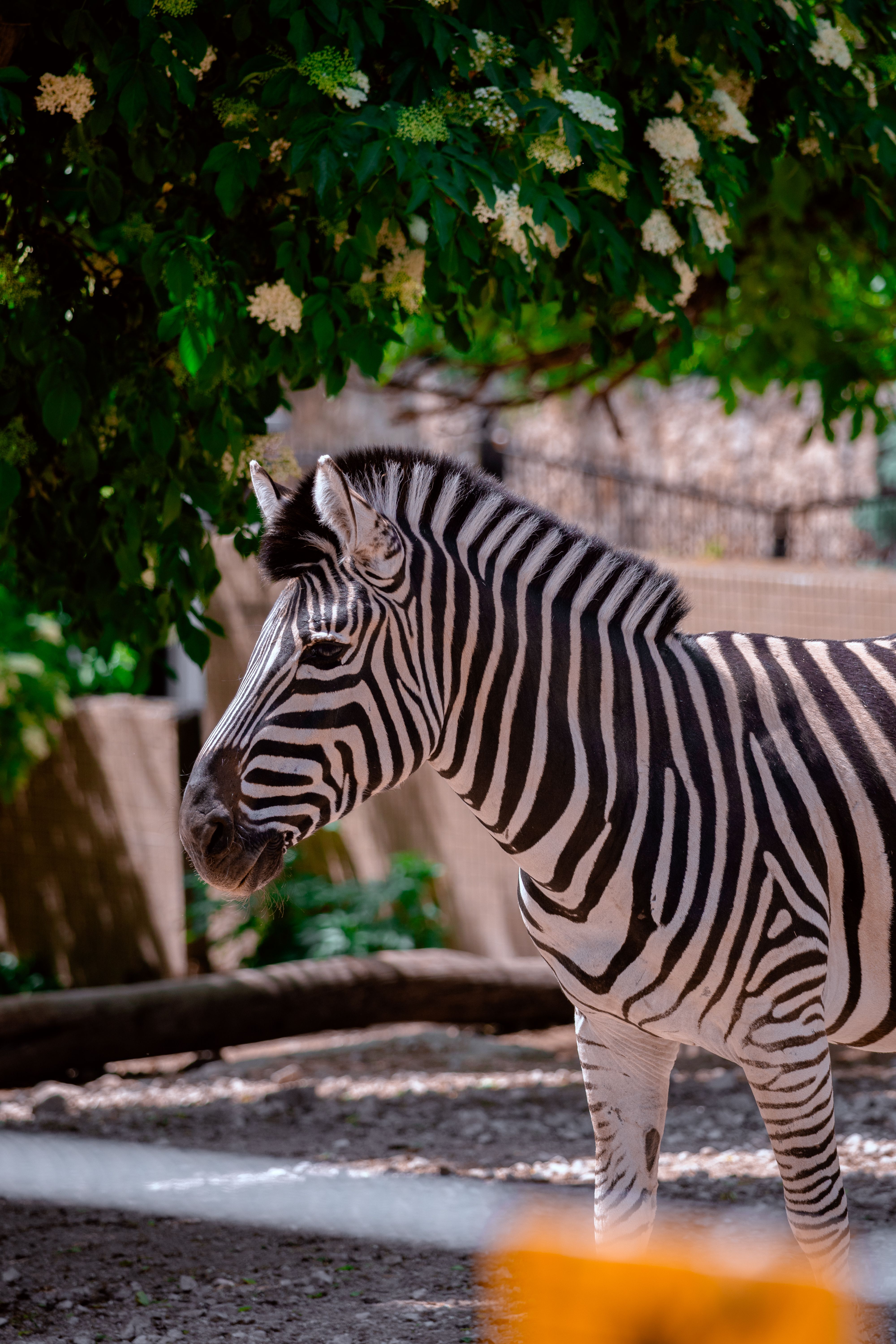 Svartvitt Zebra Photos, Download The BEST Free Svartvitt Zebra Stock ...