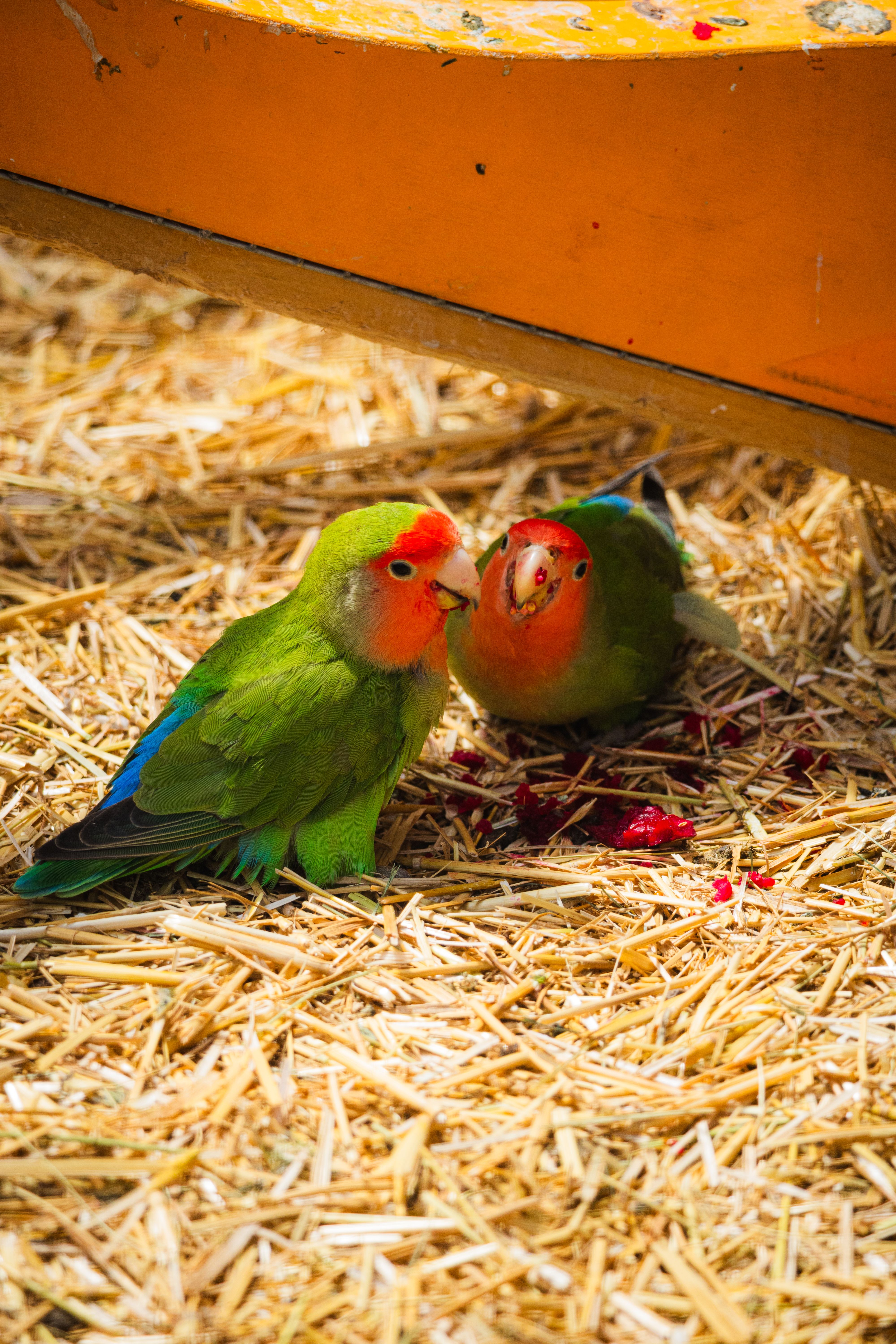 Parrot Eating Photos, Download The BEST Free Parrot Eating Stock Photos ...