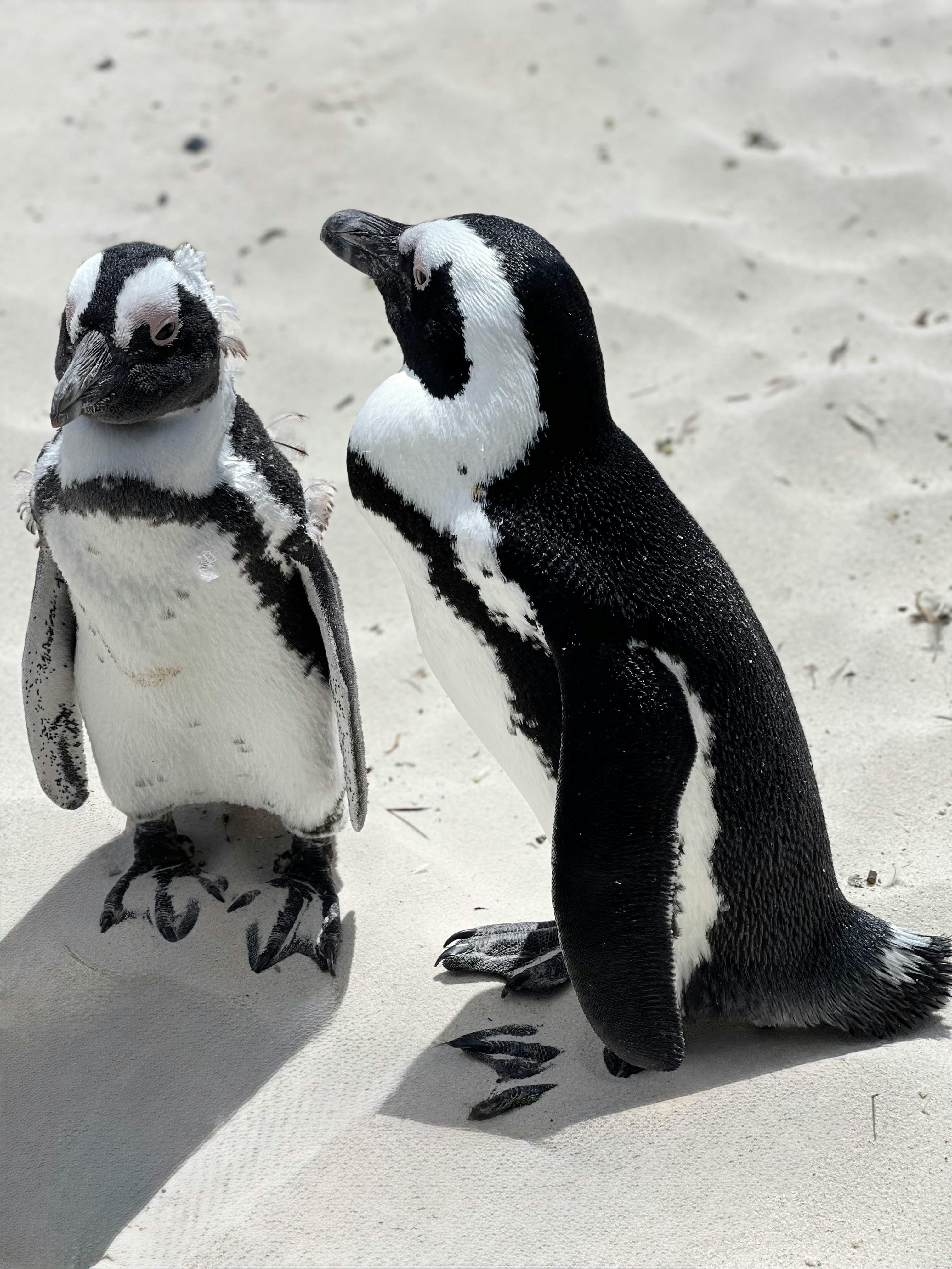 Penguin Image Photos, Download The BEST Free Penguin Image Stock Photos ...