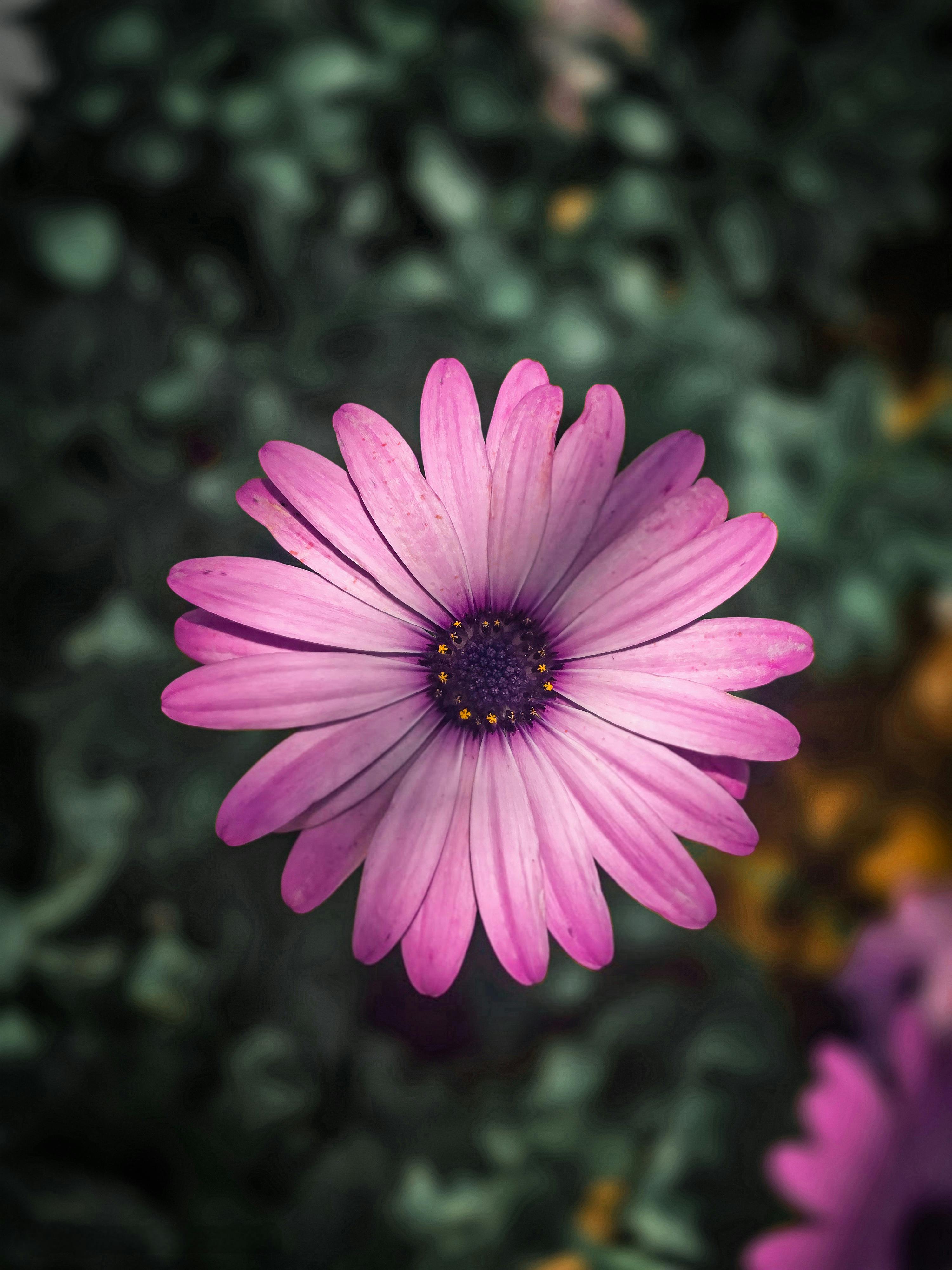 Pink Lockscreen Photos, Download The BEST Free Pink Lockscreen Stock ...