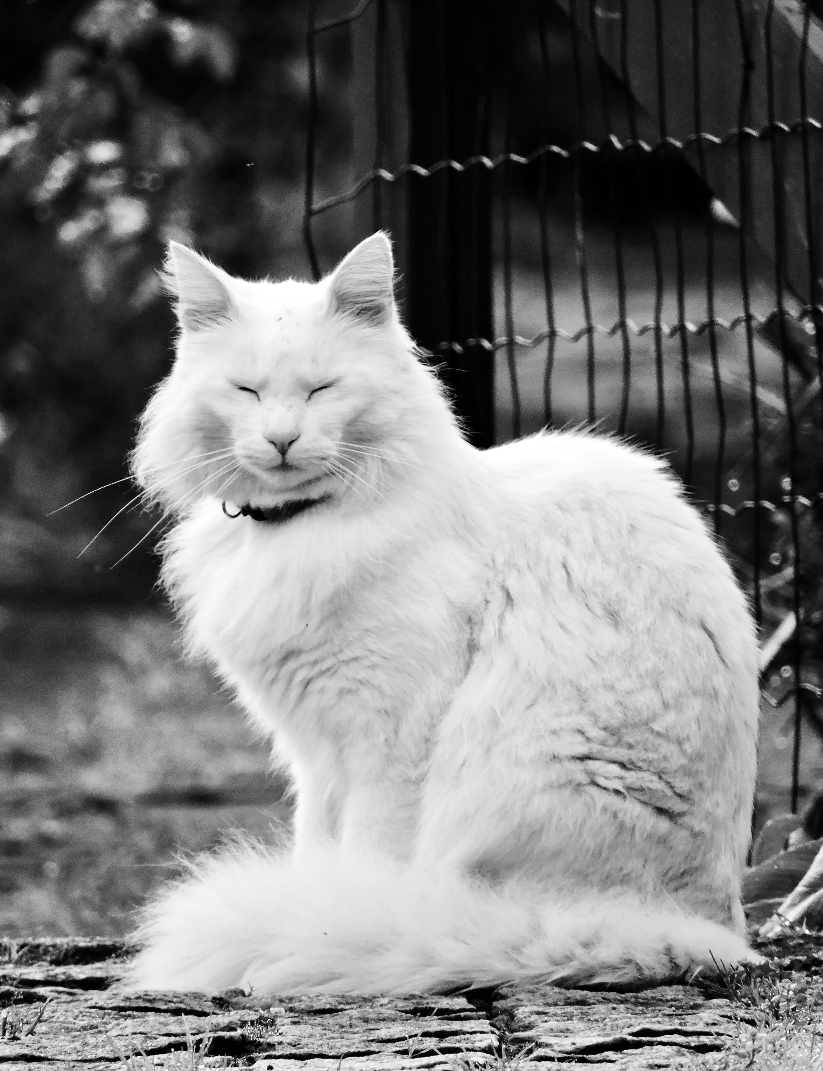 Chat Blanc Gracieux Posant à L'extérieur En Noir Et Blanc · Photo gratuite