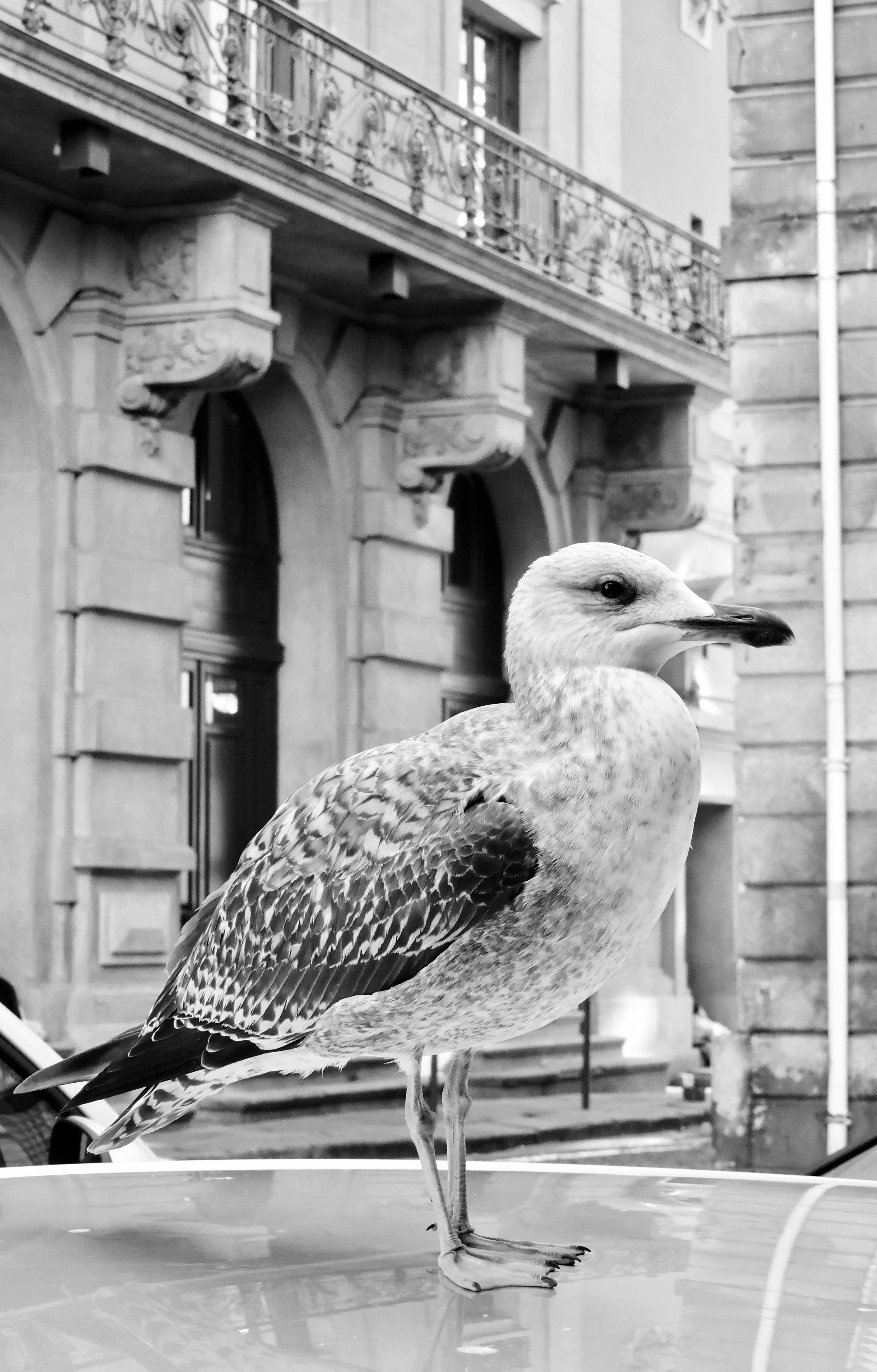 Black and White Seagull on City Street · Free Stock Photo