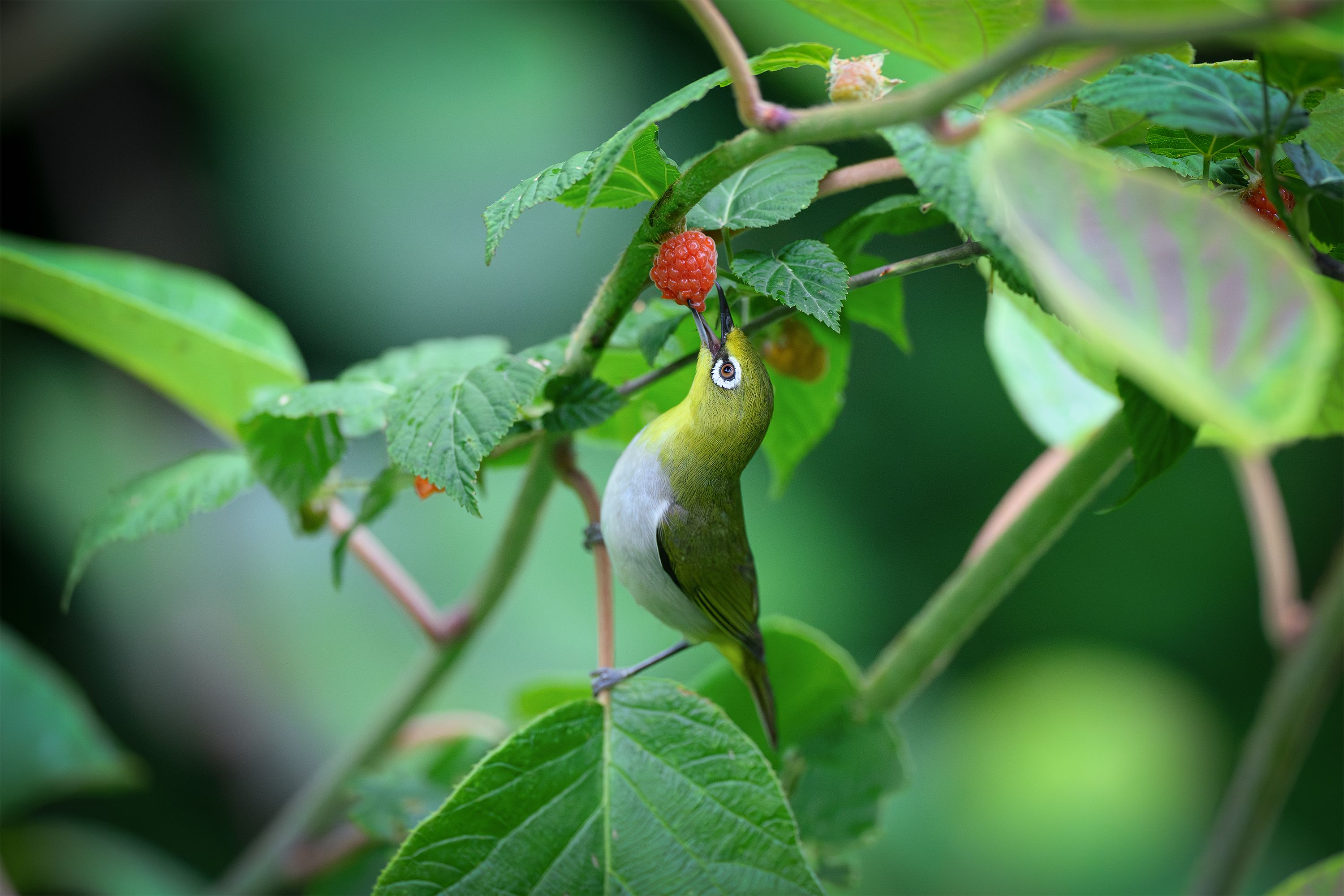 Oriental White-eye Bird with Red Berry · Free Stock Photo