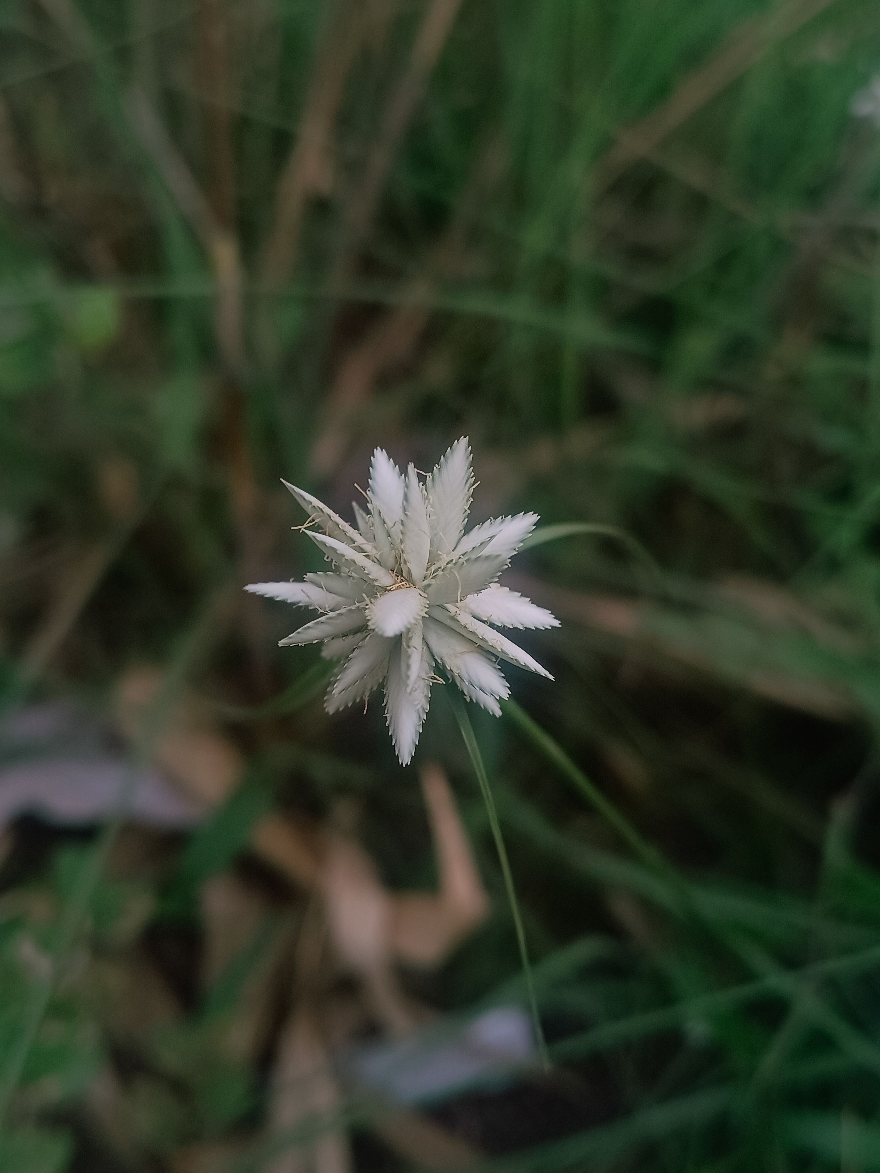 Star Shaped Flower Photos, Download The BEST Free Star Shaped Flower ...