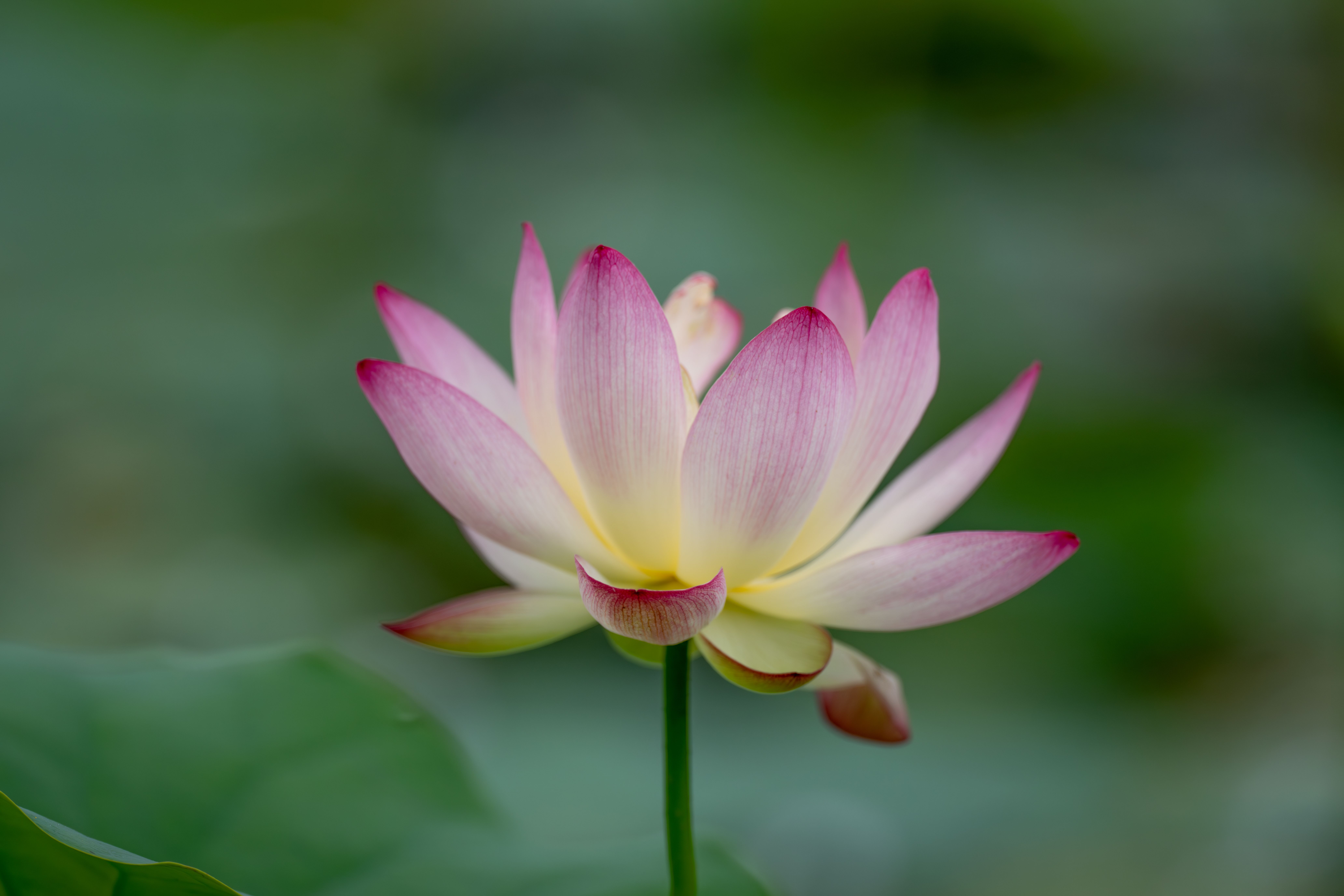 Vibrant Pink Lotus Blossom in Bloom · Free Stock Photo