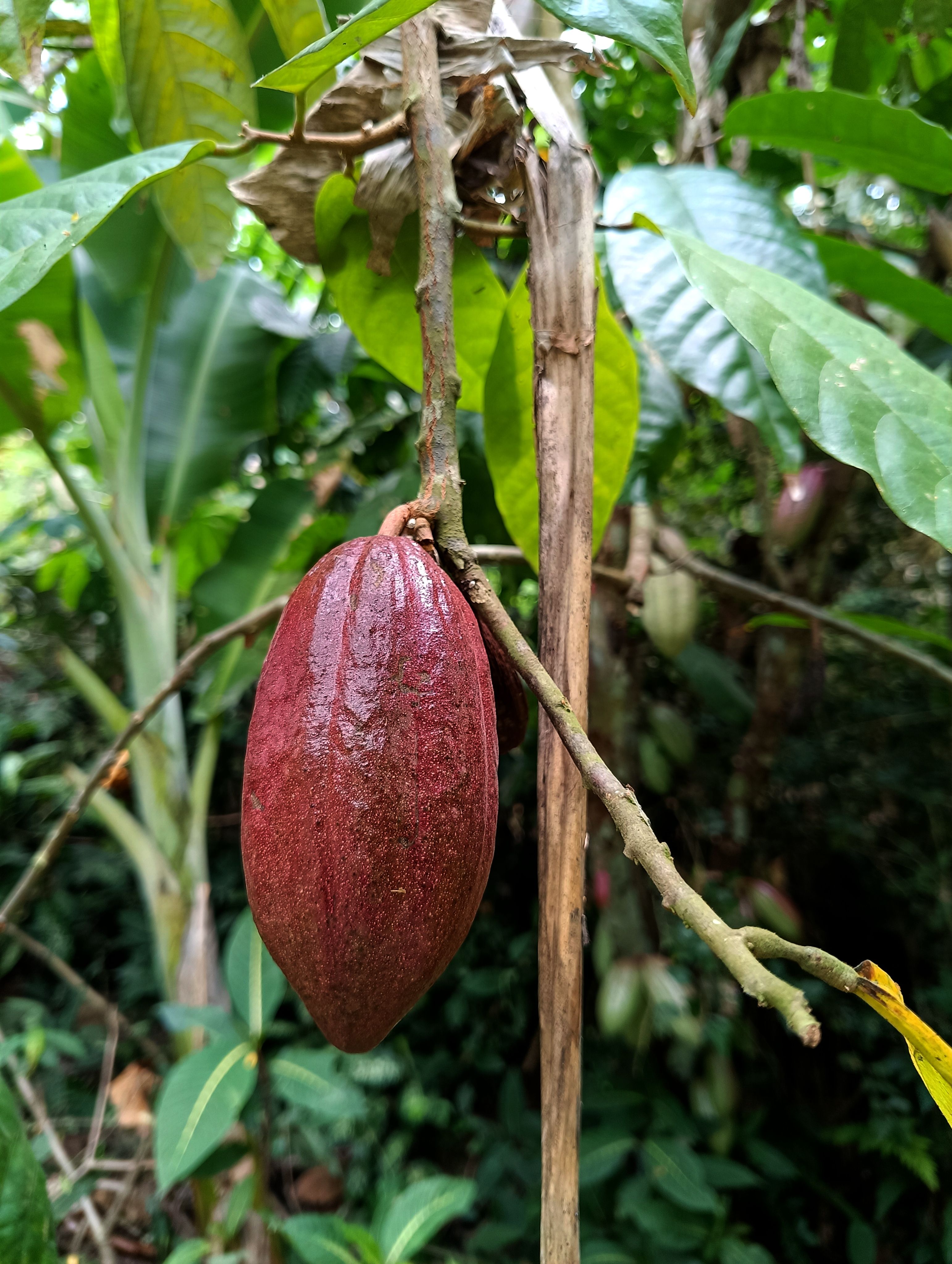 Ripe Cacao Pod Hanging in Yogyakarta Garden · Free Stock Photo