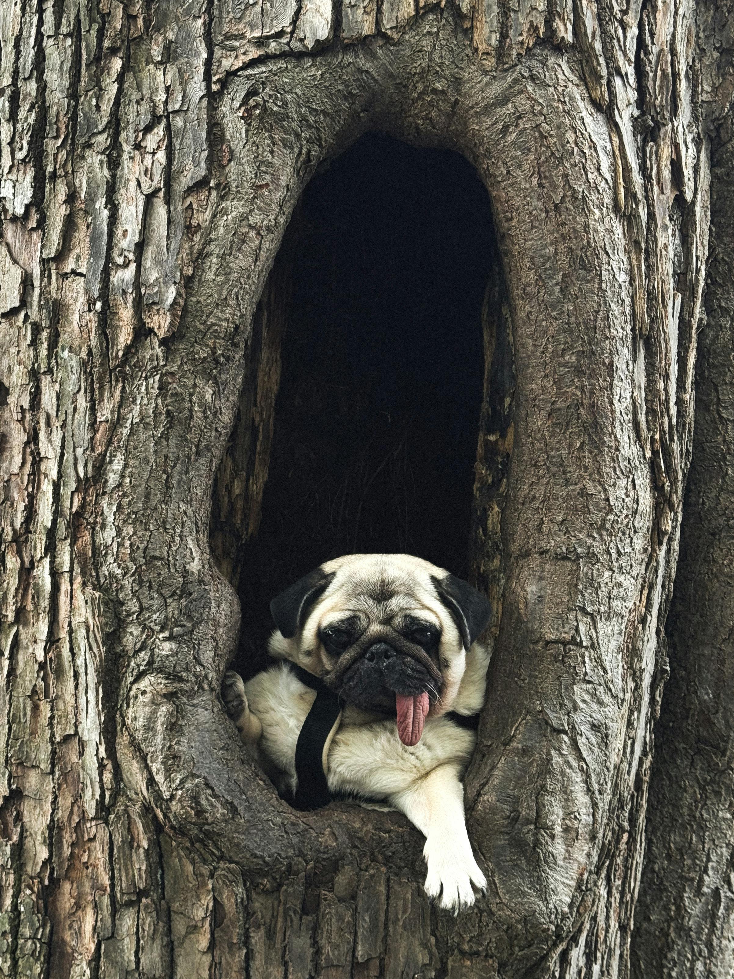 Pug Relaxing Inside a Tree Hollow Outdoors · Free Stock Photo