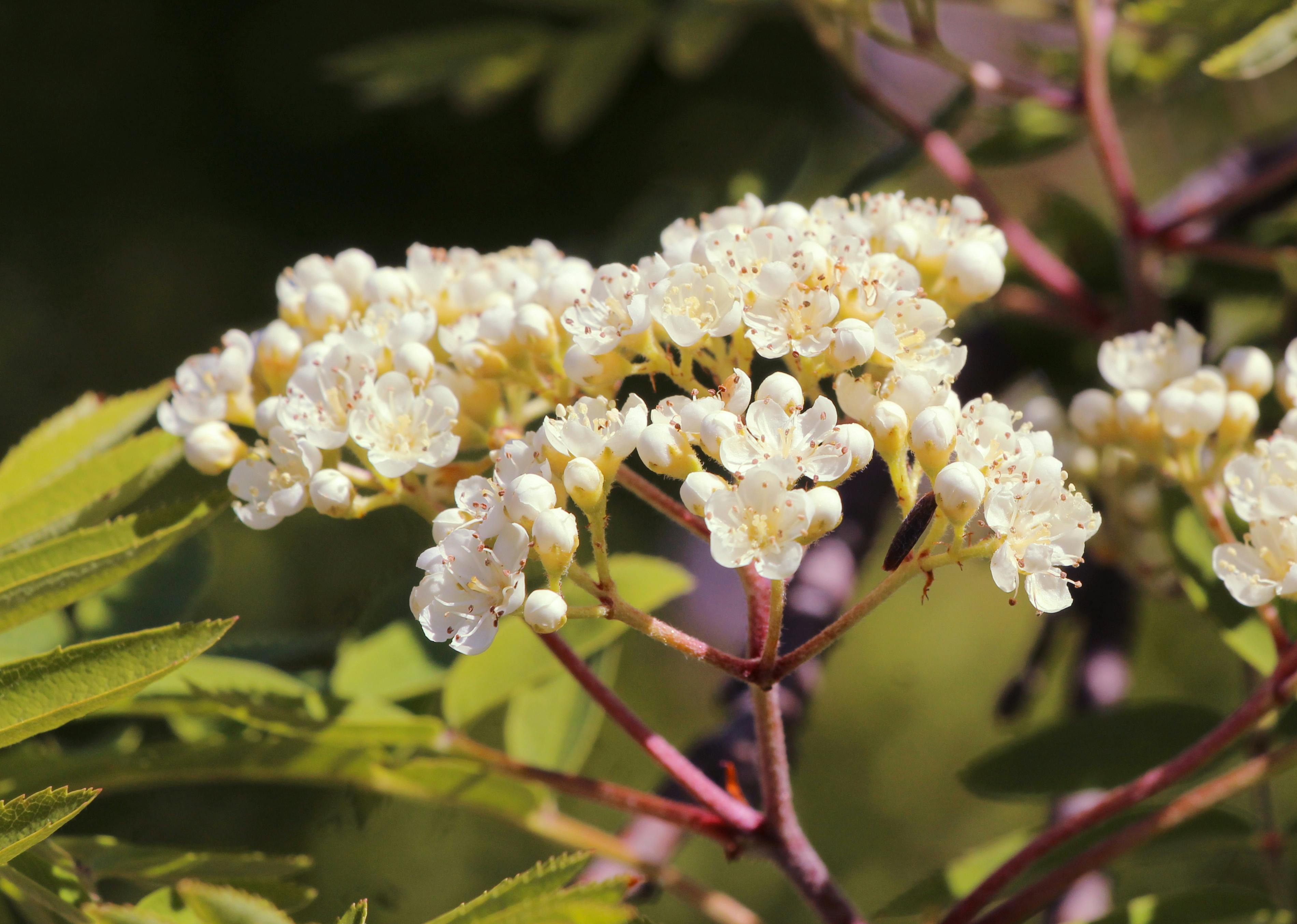 Pollen Photos, Download The BEST Free Pollen Stock Photos & HD Images