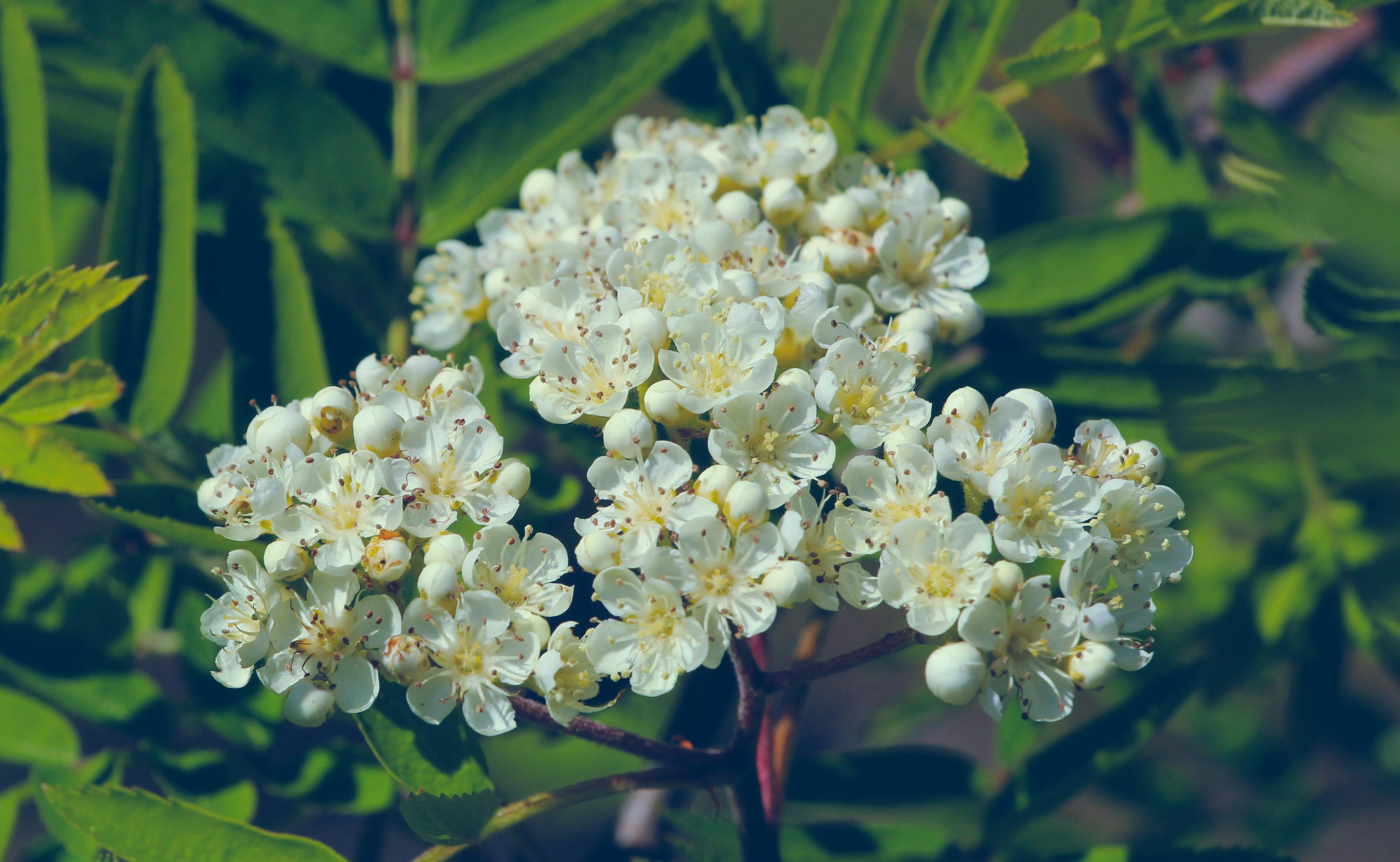 Close-up of White Rowan Flowers in Bloom · Free Stock Photo