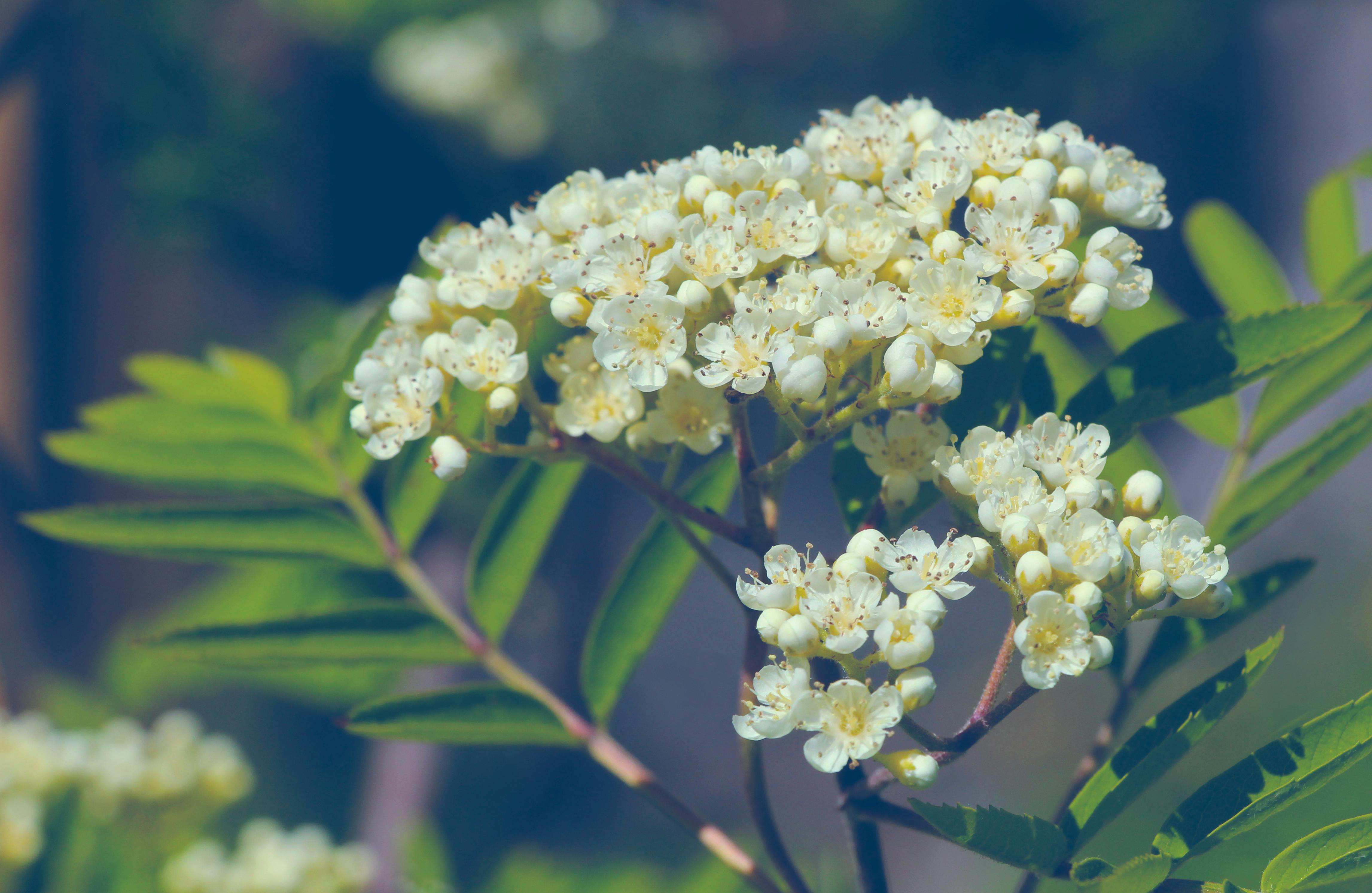 Rowan Poem Photos, Download The BEST Free Rowan Poem Stock Photos & HD ...